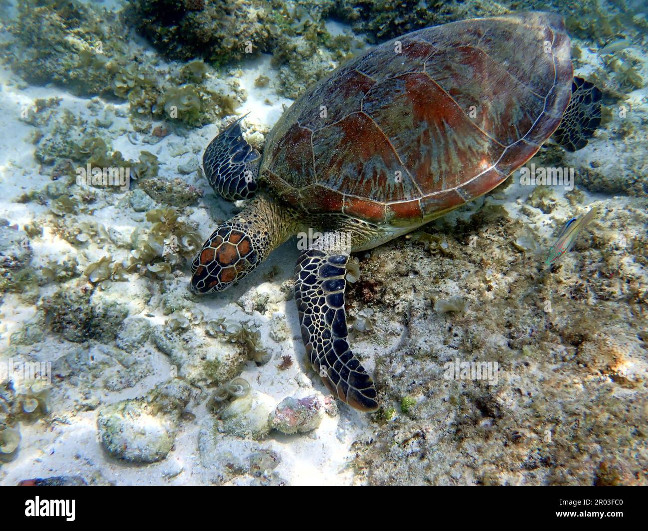 snorkeling with a sea turtle at moalboal on cebu island Stock Photo - Alamy
