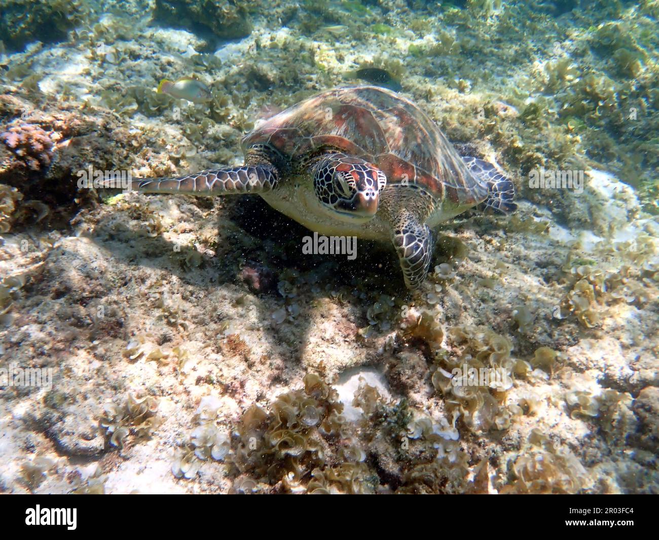 snorkeling with a sea turtle at moalboal on cebu island Stock Photo - Alamy