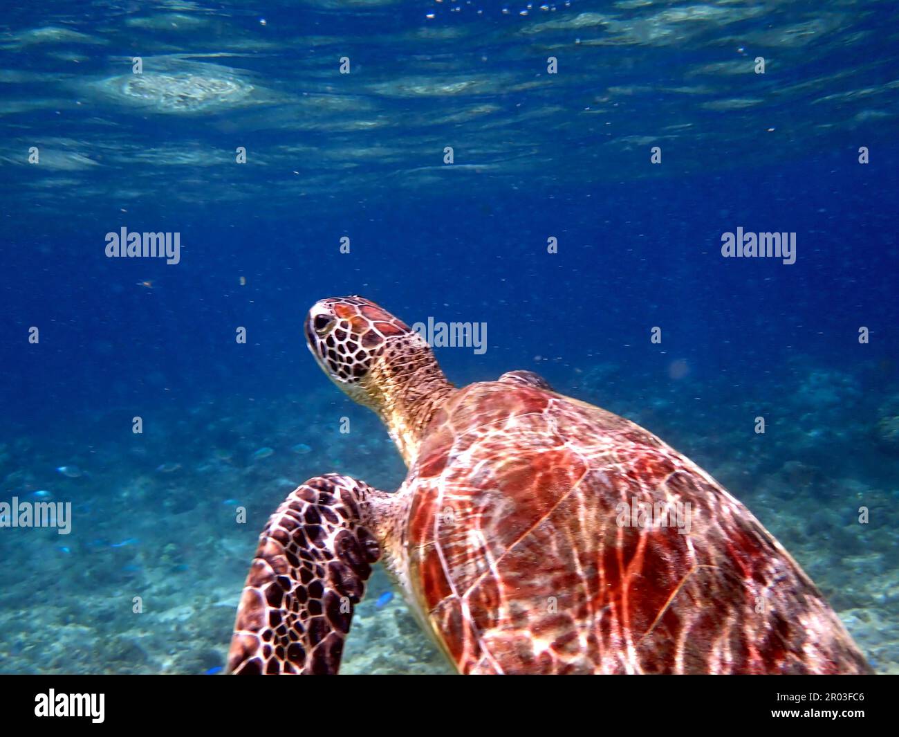snorkeling with a sea turtle at moalboal on cebu island Stock Photo - Alamy