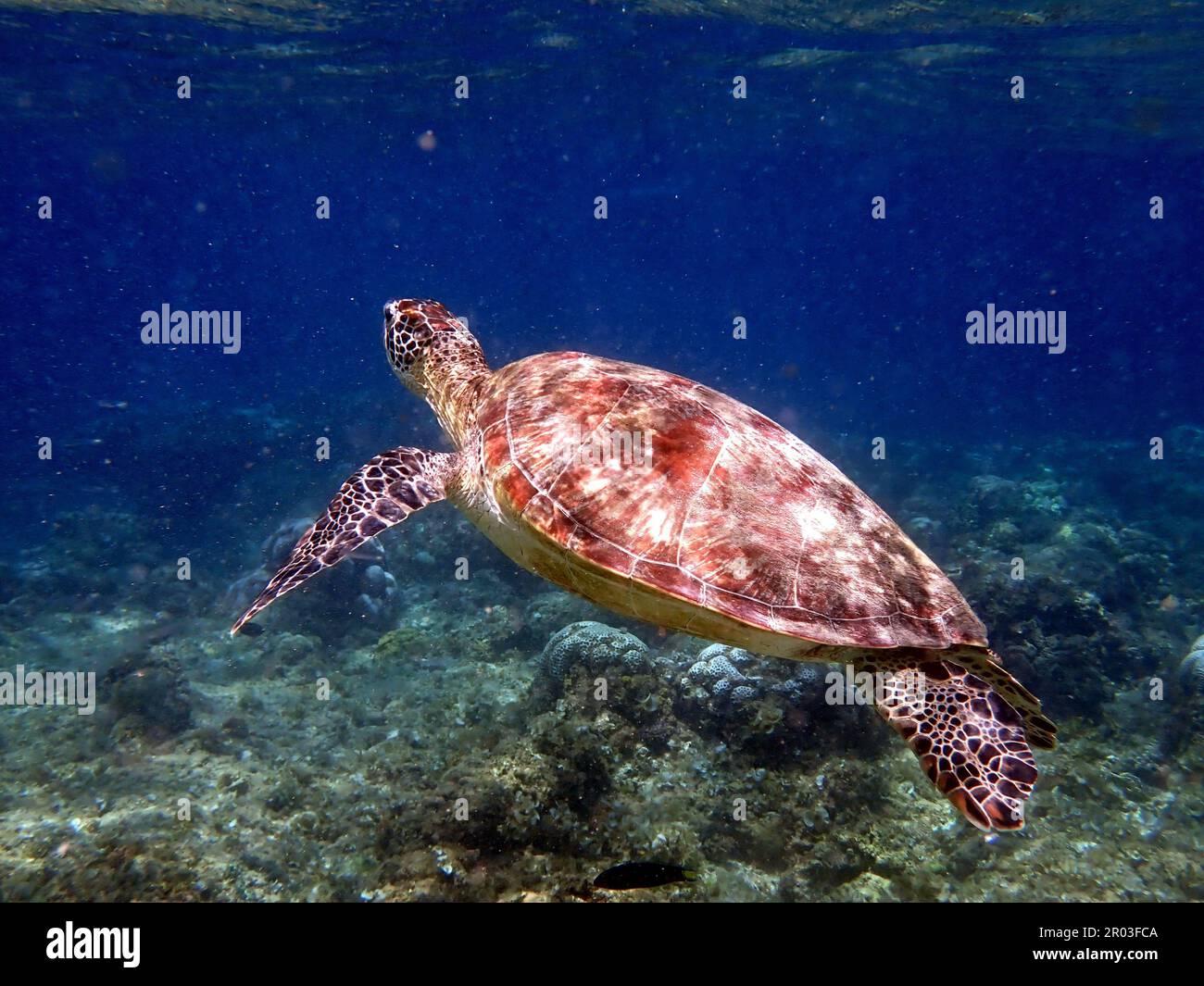 snorkeling with a sea turtle at moalboal on cebu island Stock Photo - Alamy