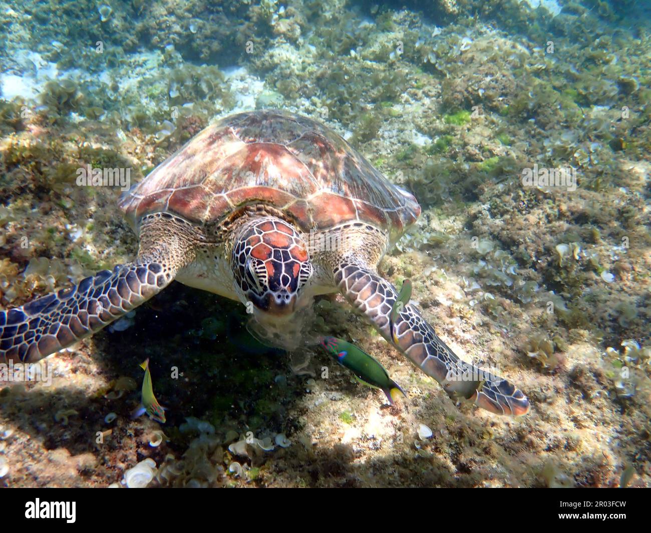 snorkeling with a sea turtle at moalboal on cebu island Stock Photo - Alamy