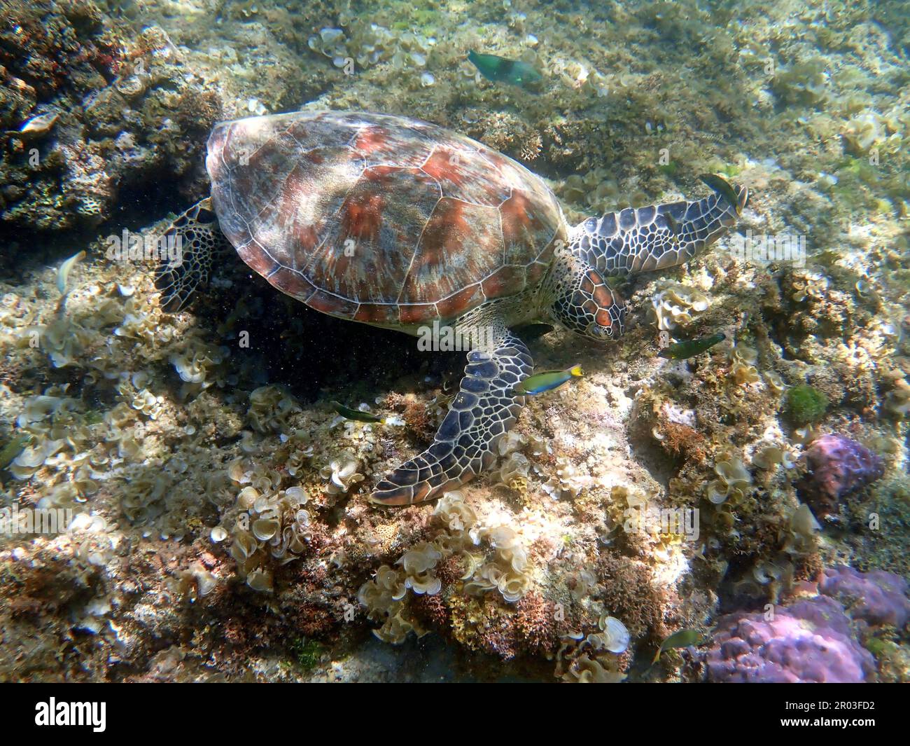 snorkeling with a sea turtle at moalboal on cebu island Stock Photo - Alamy