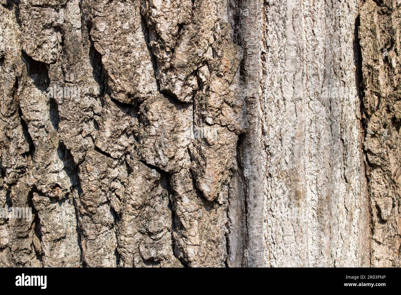Gray dry bark of a tree close up, background or texture Stock Photo - Alamy