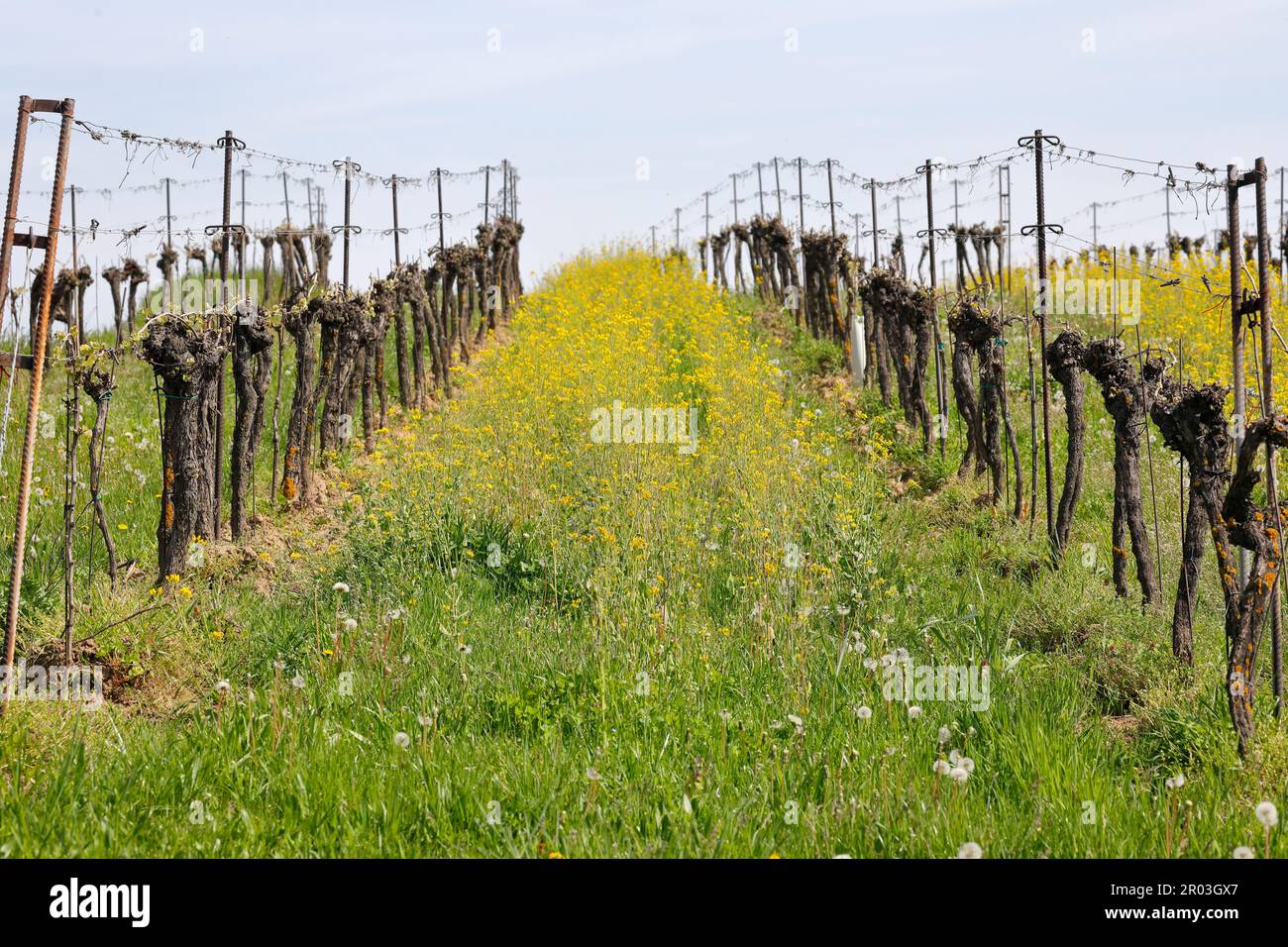 Vines spring landscape hi-res stock photography and images - Alamy
