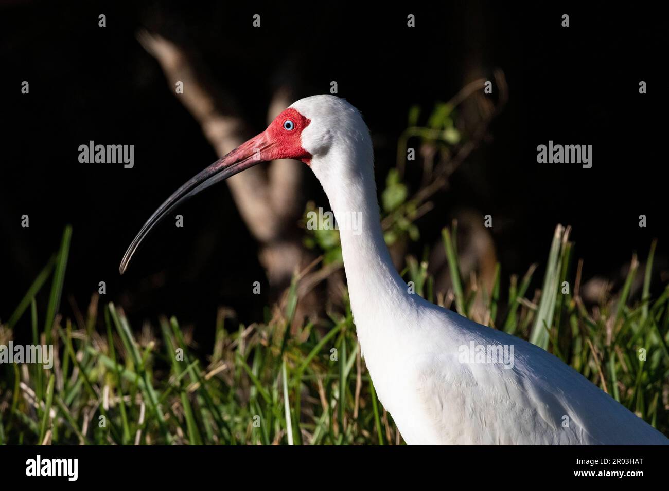 White ibis with red pink facial skin at Six Mile Cypress Slough in Fort ...
