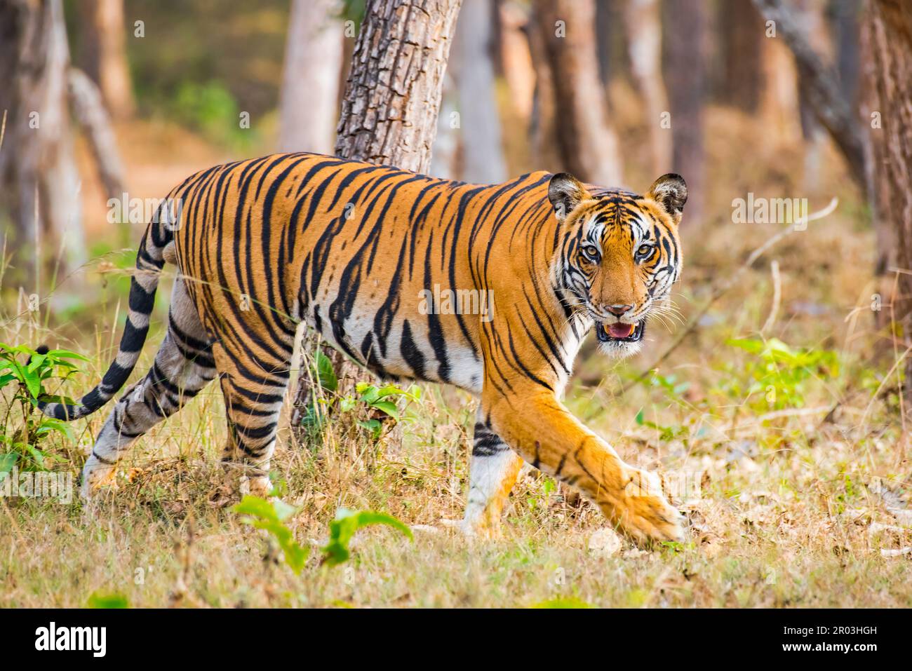 Indian wiled animals hi-res stock photography and images - Alamy