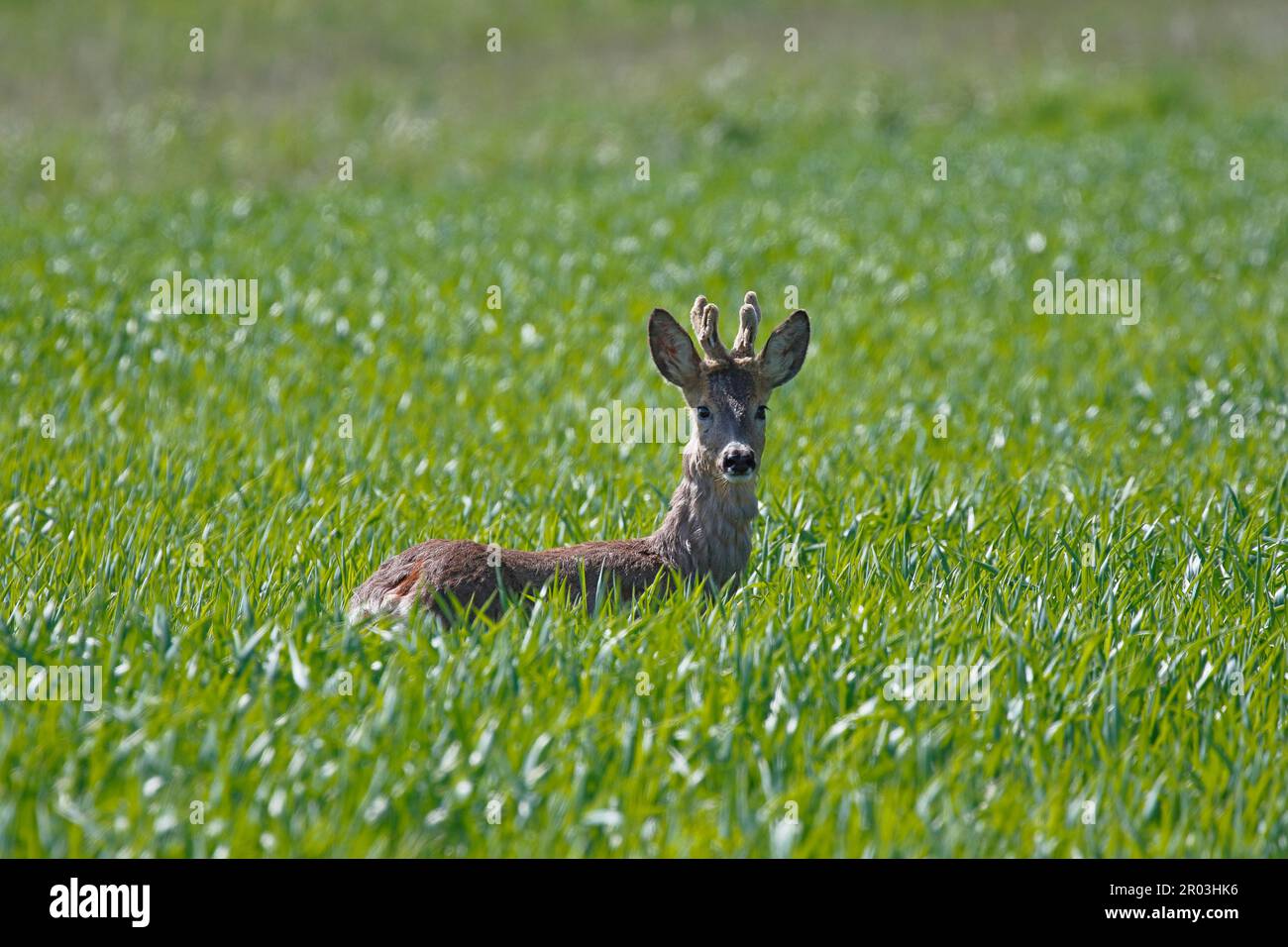 A wild roebuck stands in the green cornfield and looks curiously at the ...