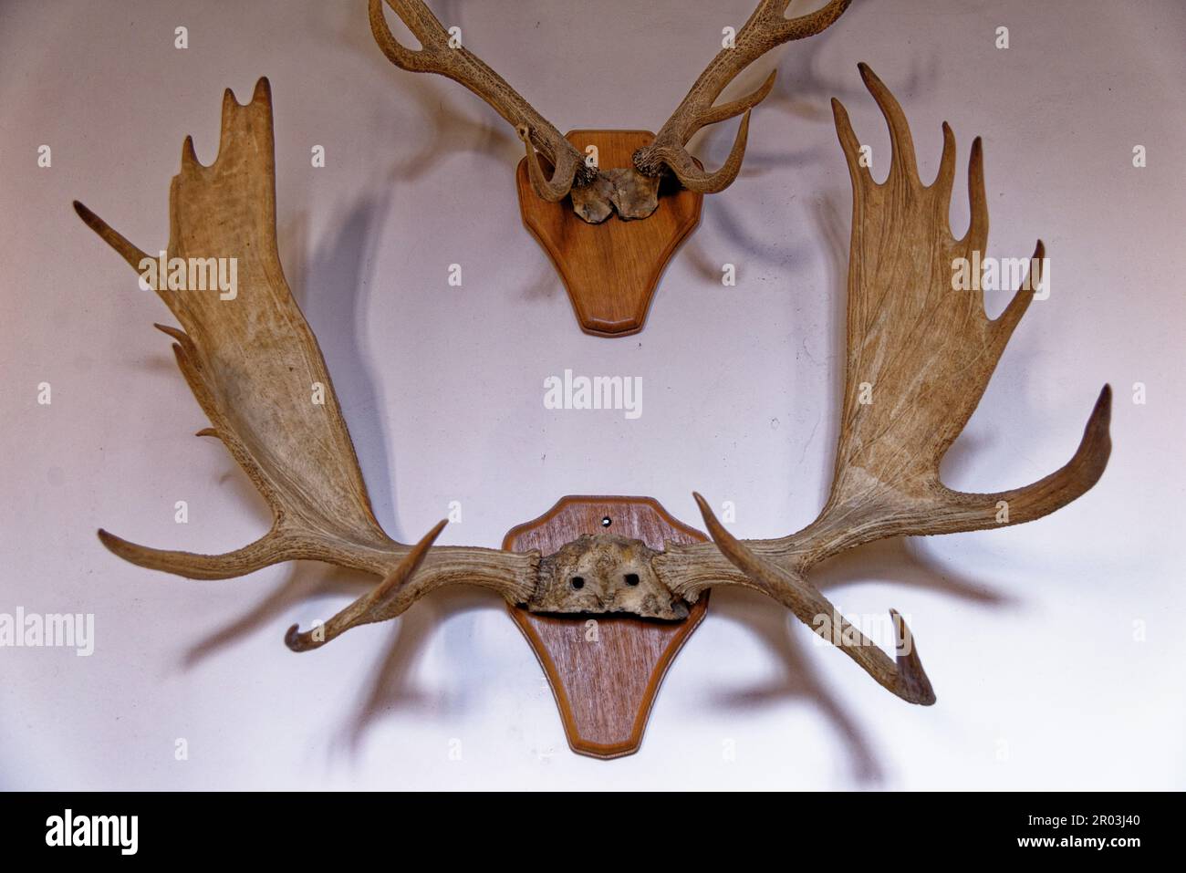 Hunting trophy in King's Guard Chamber at Hampton Court Palace ...