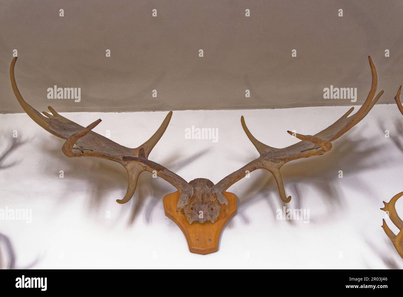 Hunting trophy in King's Guard Chamber at Hampton Court Palace ...