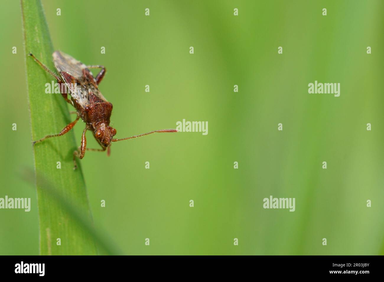 Natural closeup on a small red Rhopalid scentless plant bug, Rhopalus ...