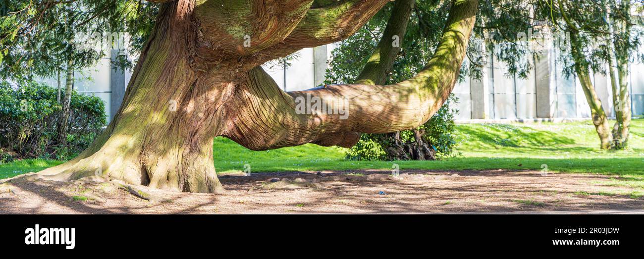 Old tree in of Fitzgerald's park in Cork Munster province in Ireland ...