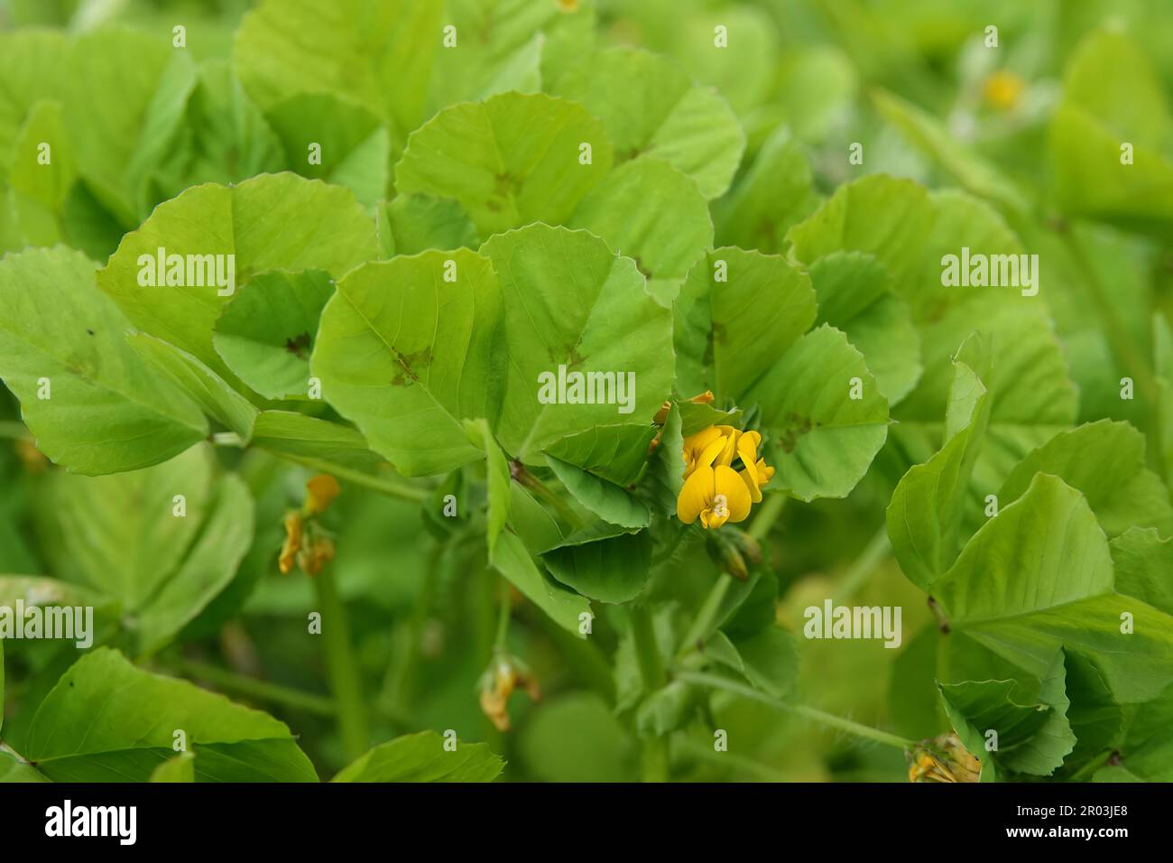 Natural close-up on the small red flower of the spotted burclover or ...