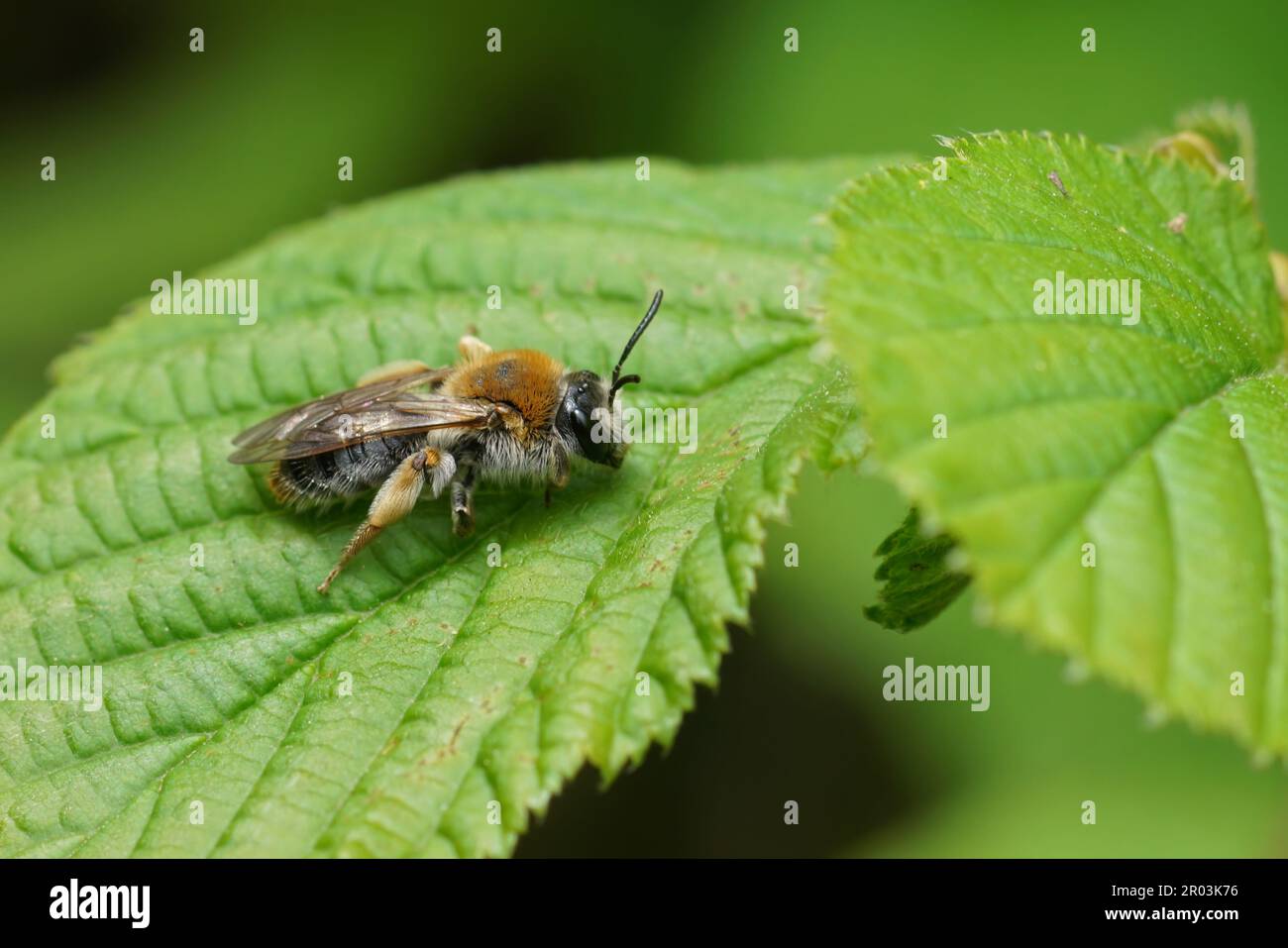 Natural close-up on a female Early mining bee, Andrena haemorrhoa ...