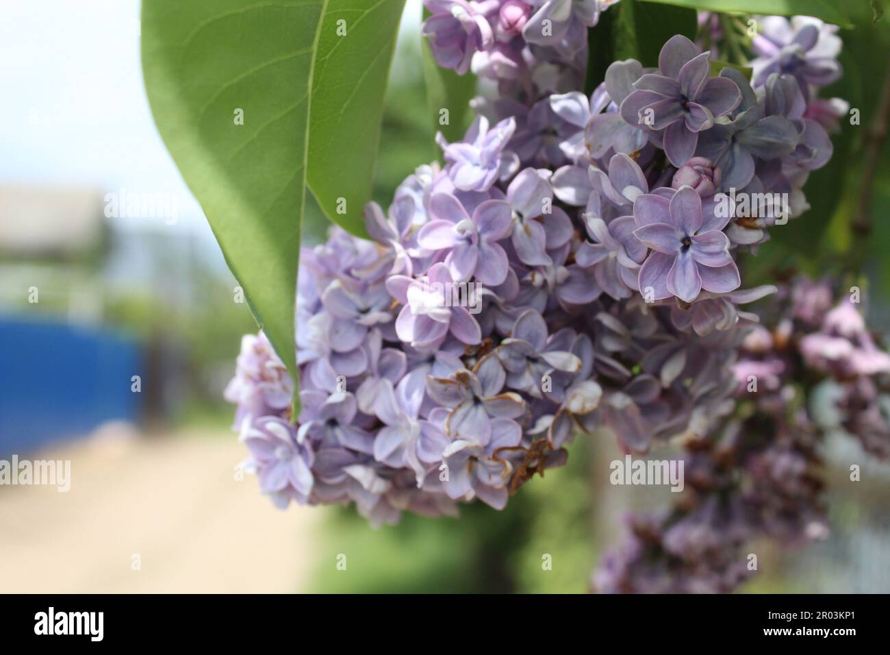 a branch of flowering lilacs. Flowering trees and bushes close-up ...