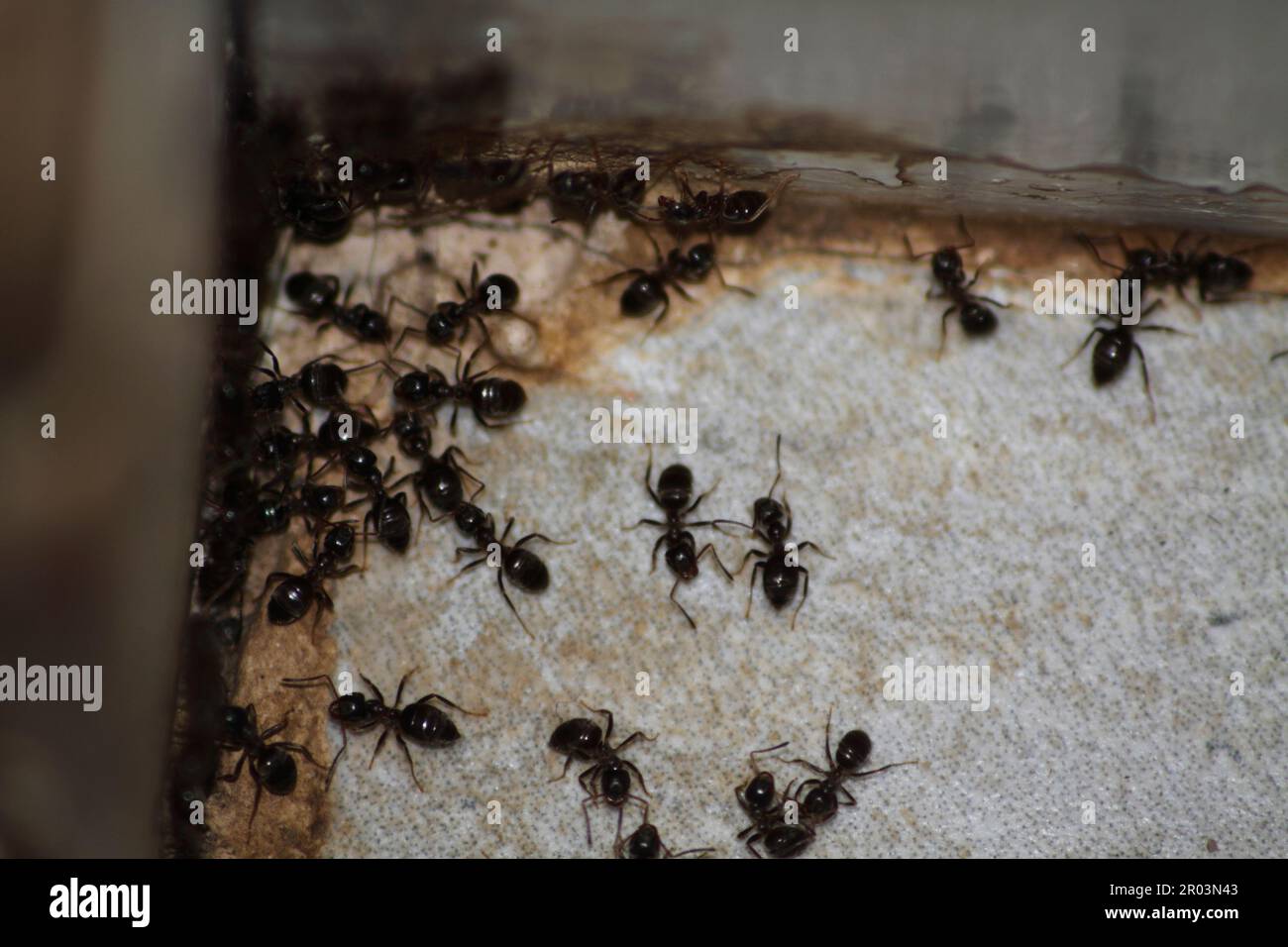 Black ants swarming hi-res stock photography and images - Alamy