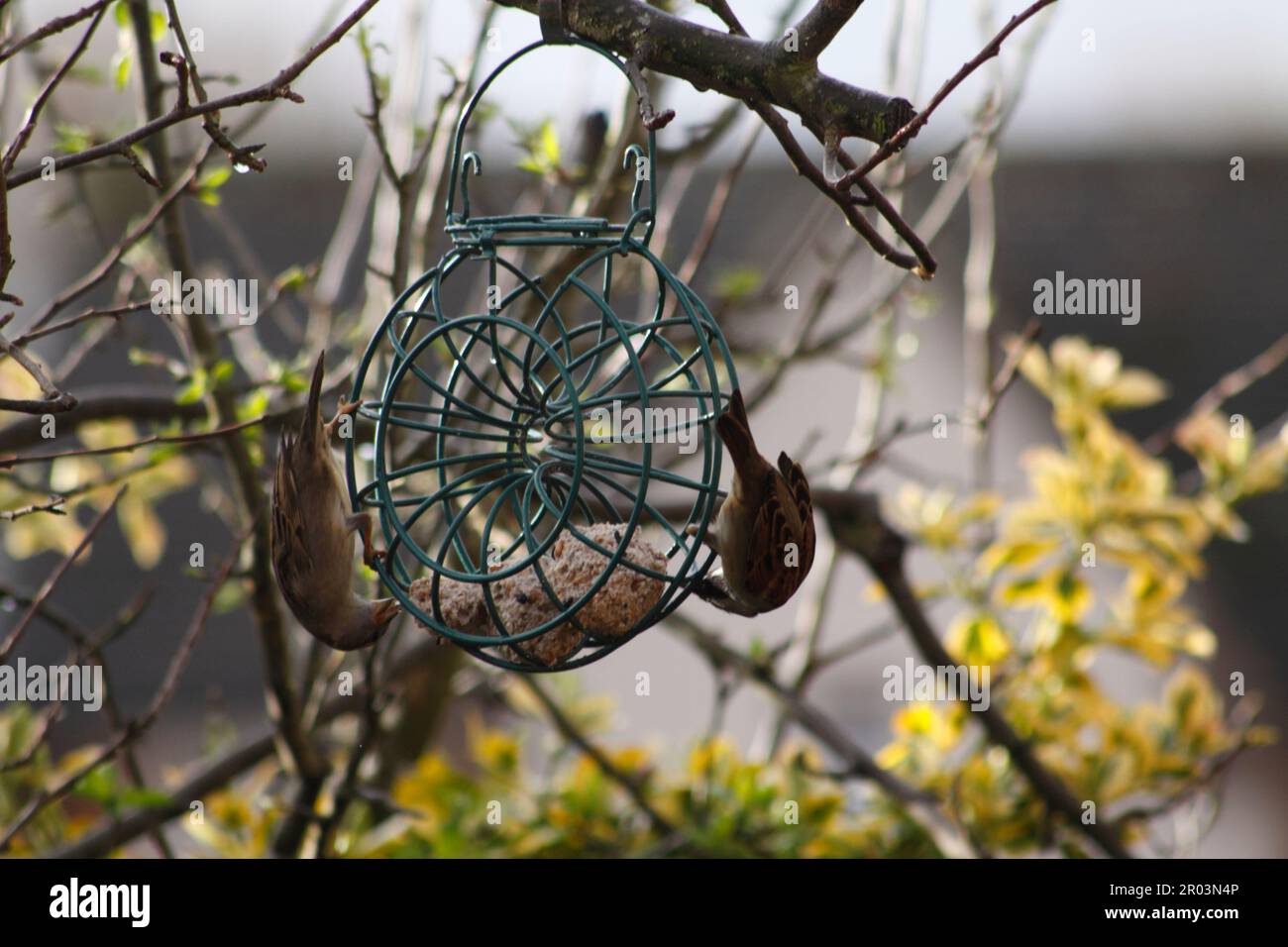 Sparrows (passer domesticus) feeding on fat balls hanging onto wire fat ...