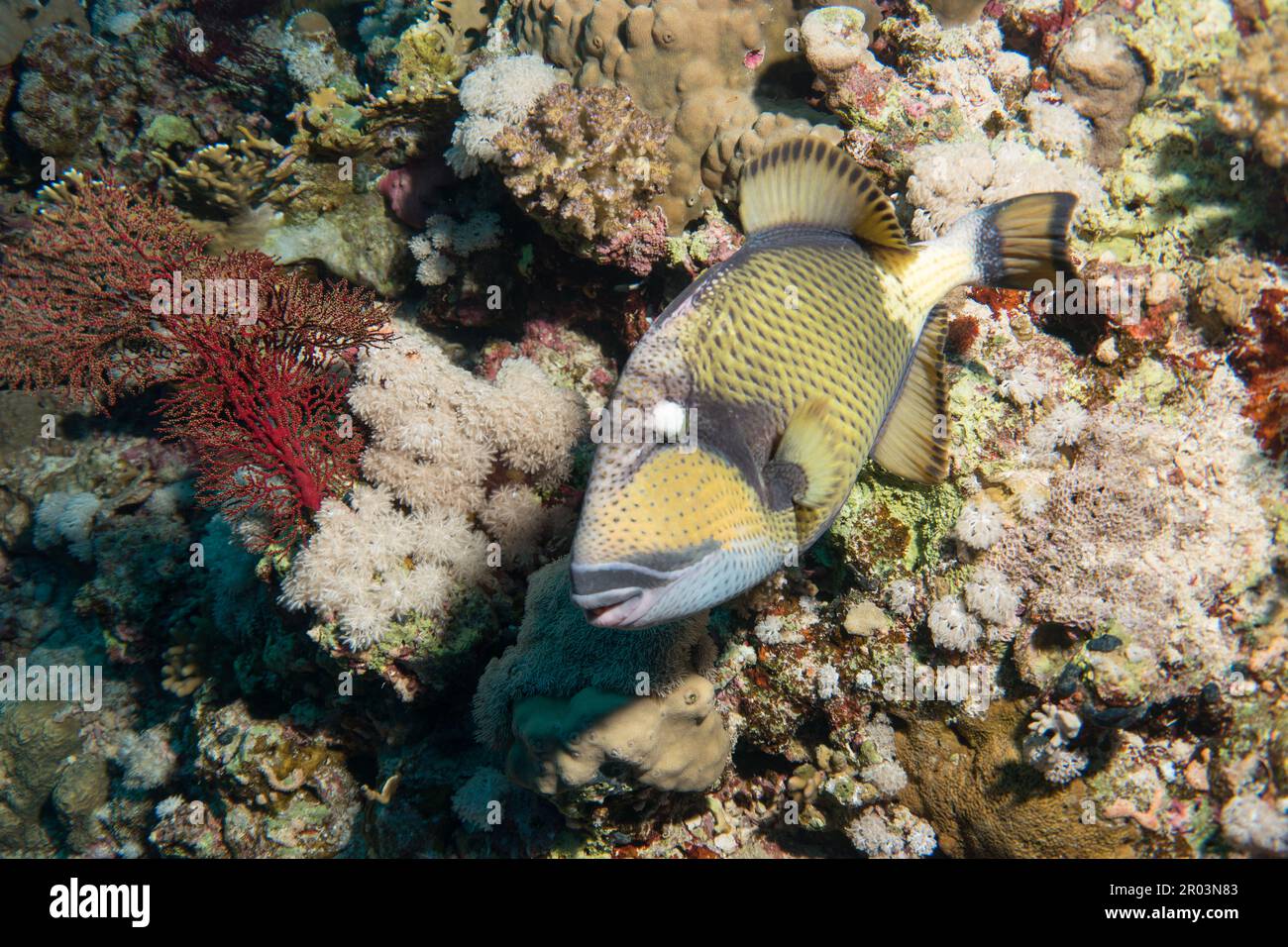 Triggerfish underwater hi-res stock photography and images - Alamy