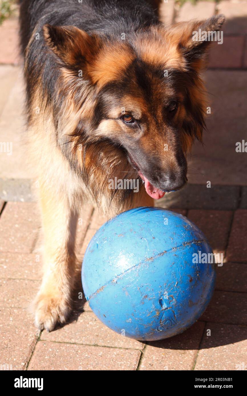German Shepherd playing ball in the back garden on a Patio Stock Photo ...