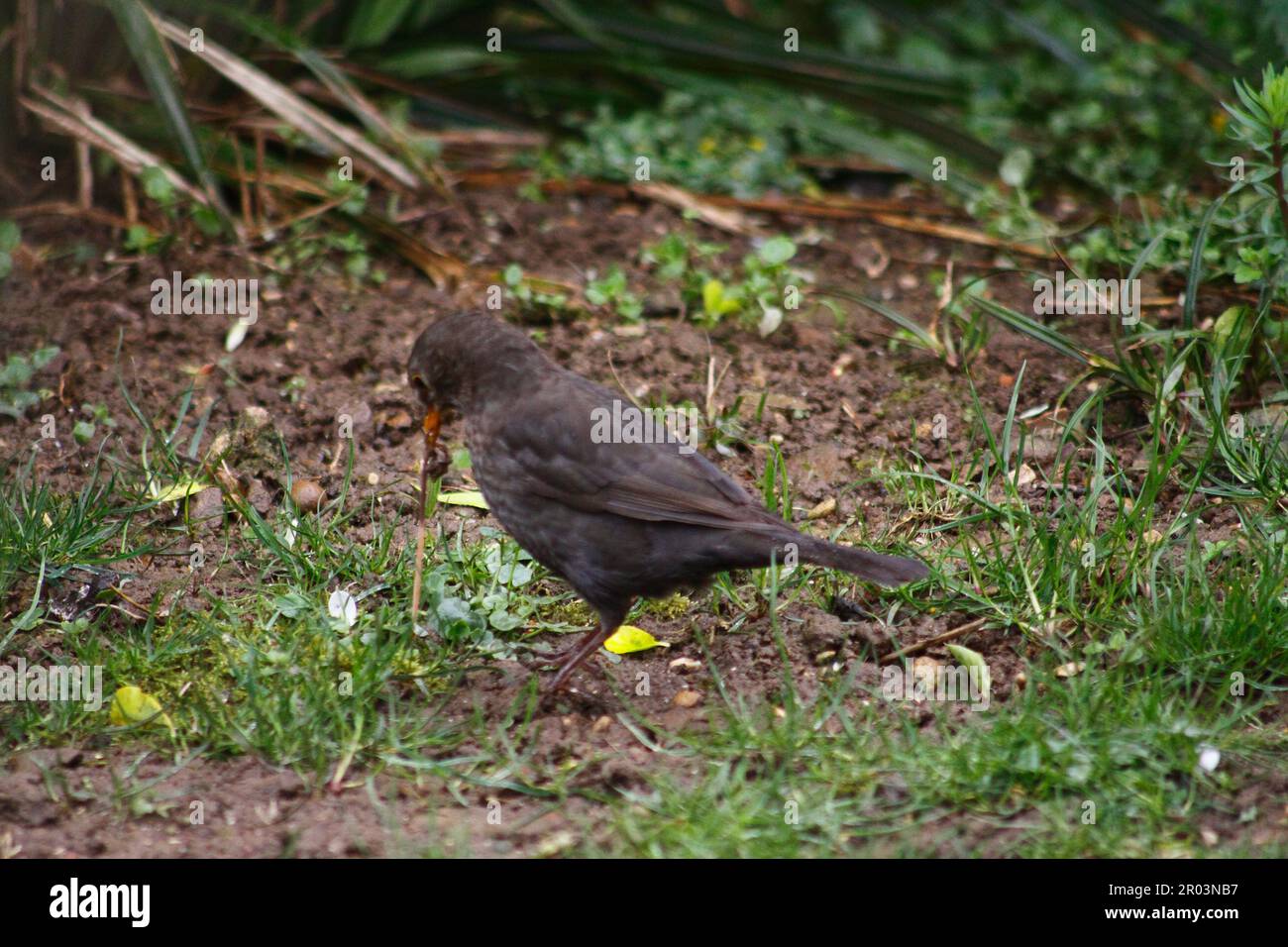 Female Blackbird (turdus merula) pulling worm out of the ground after ...