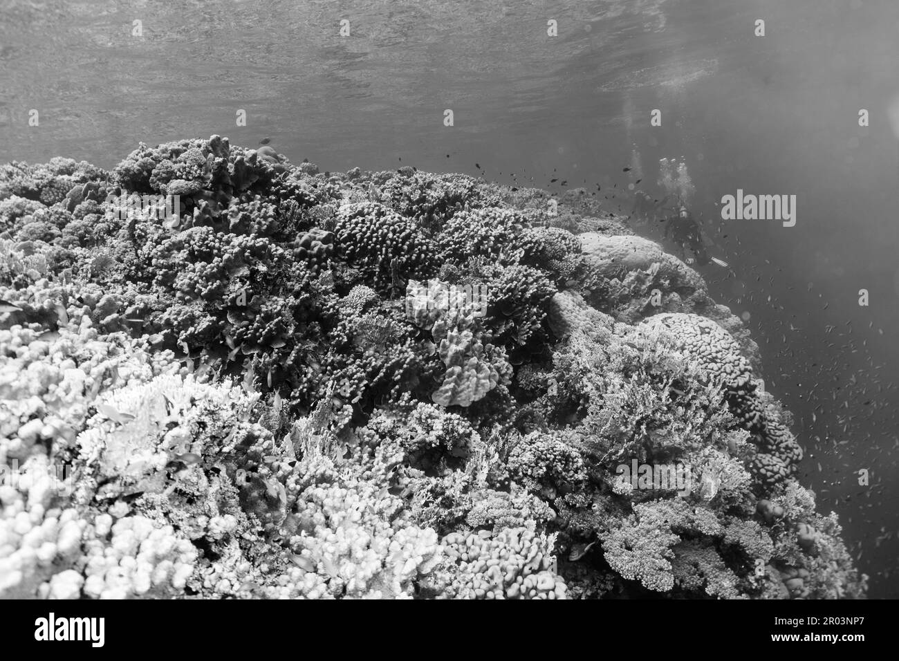 Reef coral reef Black and White Stock Photos & Images - Alamy