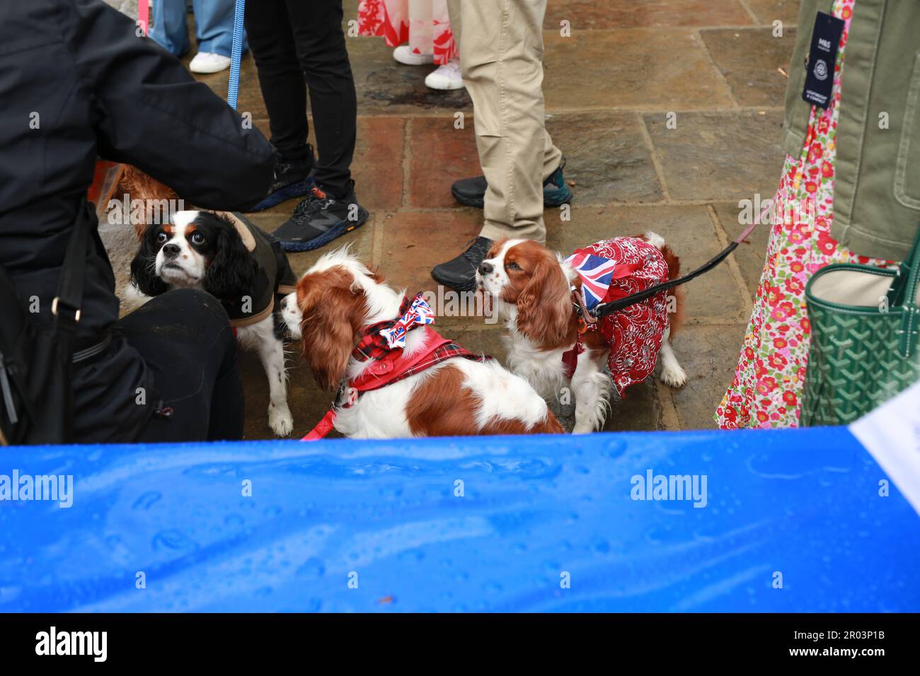 King charles cavalier coronation parade hi-res stock photography and ...