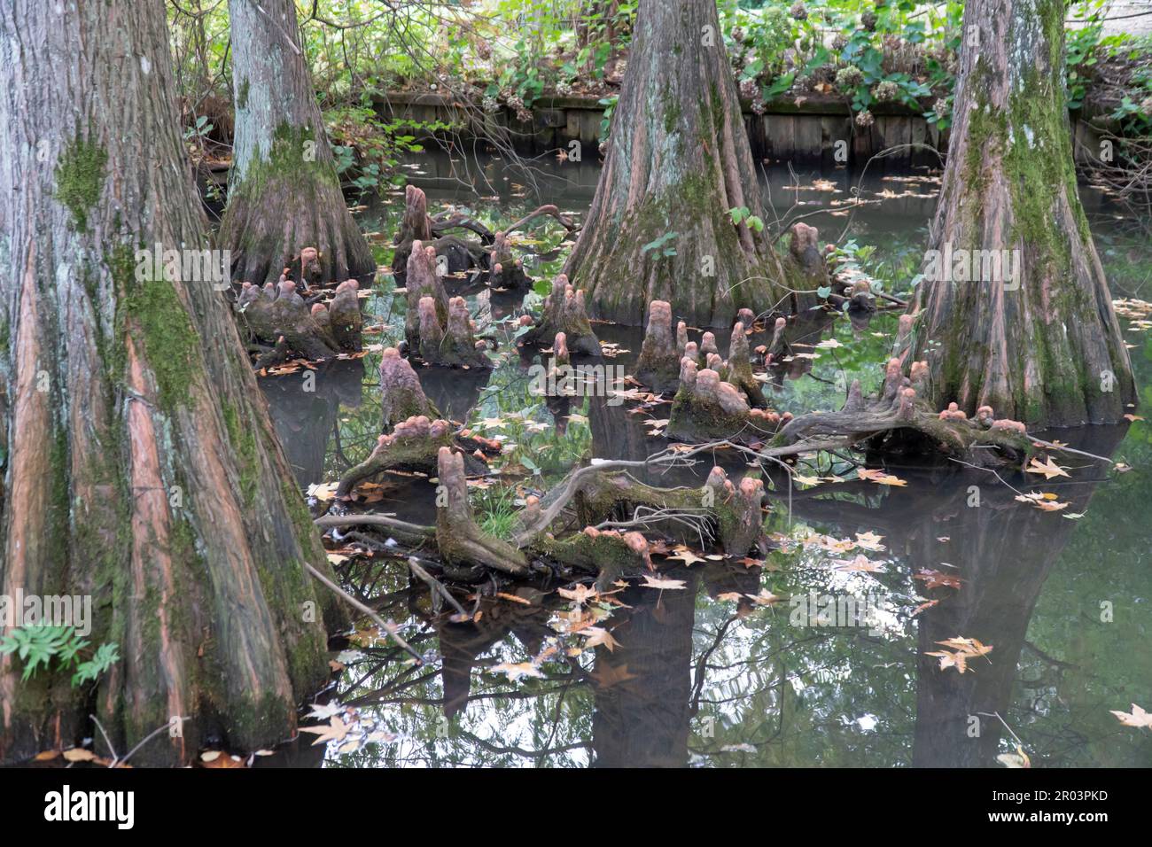 Tree roots. Tree trunks with green moss and roots in the river Stock ...