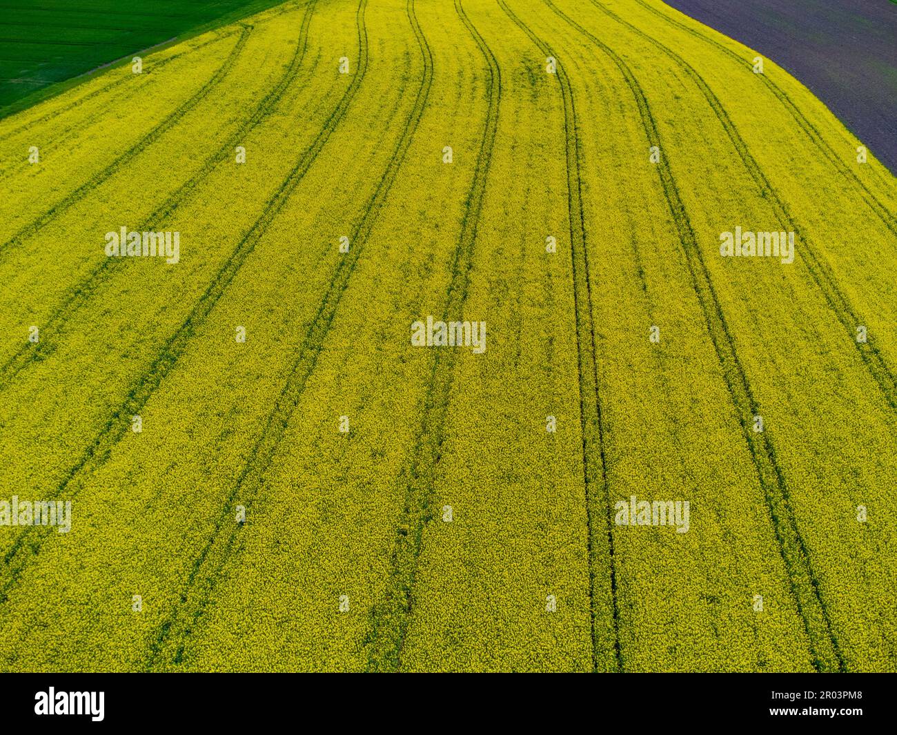 Rapeseed field aerial view hi-res stock photography and images - Alamy