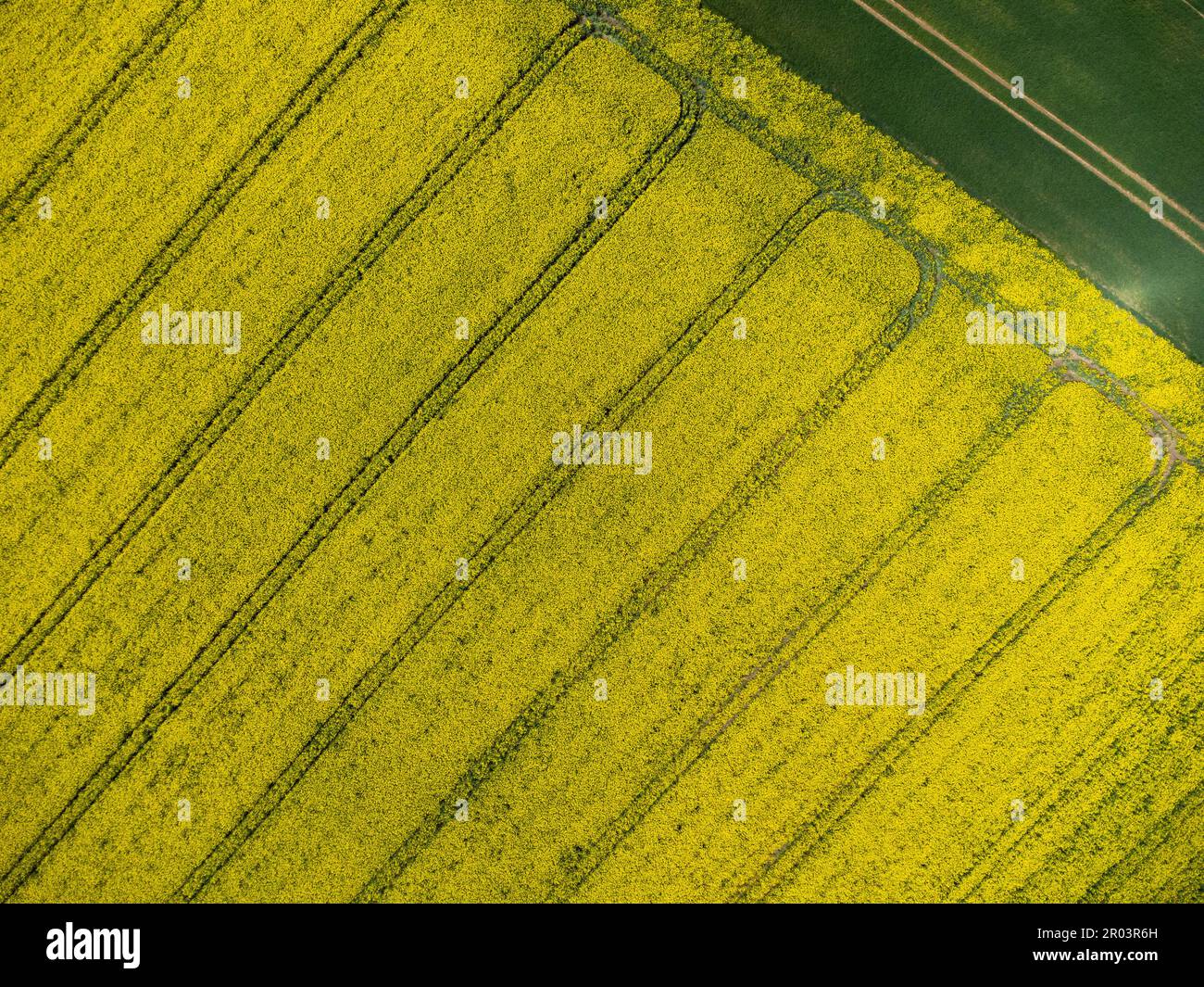 Aerial view of tractor tracks in a yellow rapeseed field for natural ...