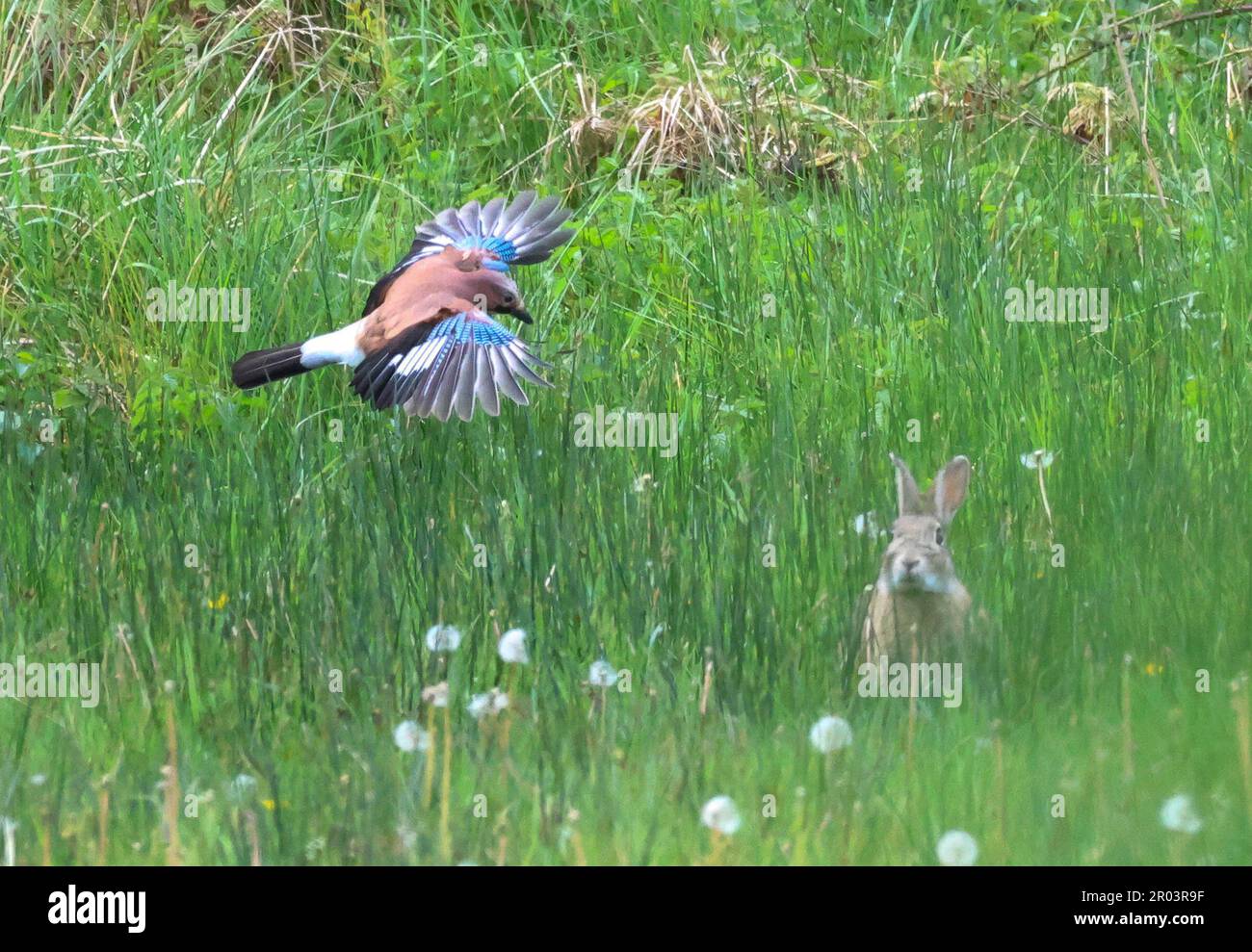 Jay and rabbit hi-res stock photography and images - Alamy