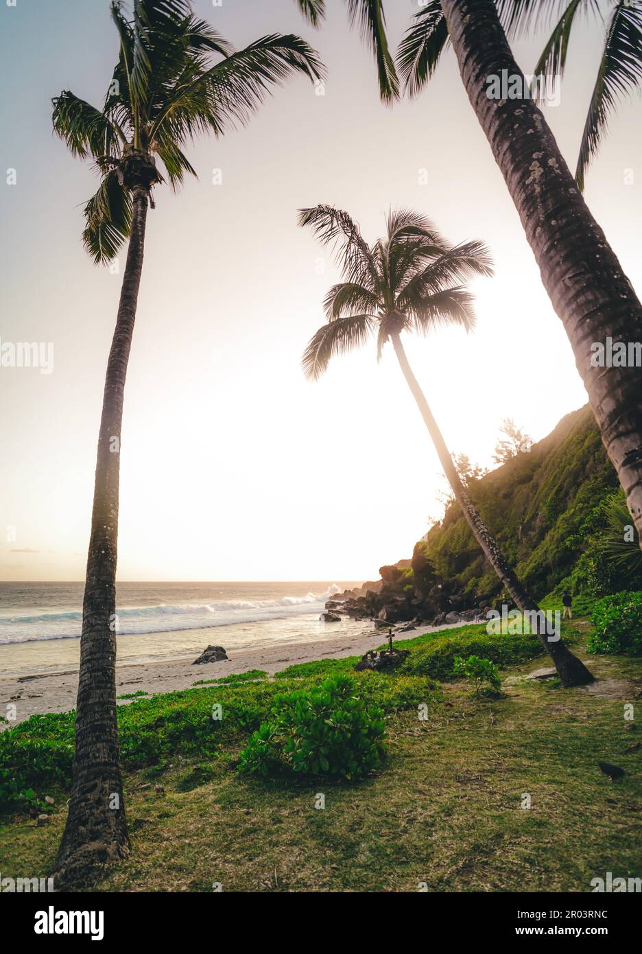 coconut tree in sunset in reunion island Stock Photo - Alamy