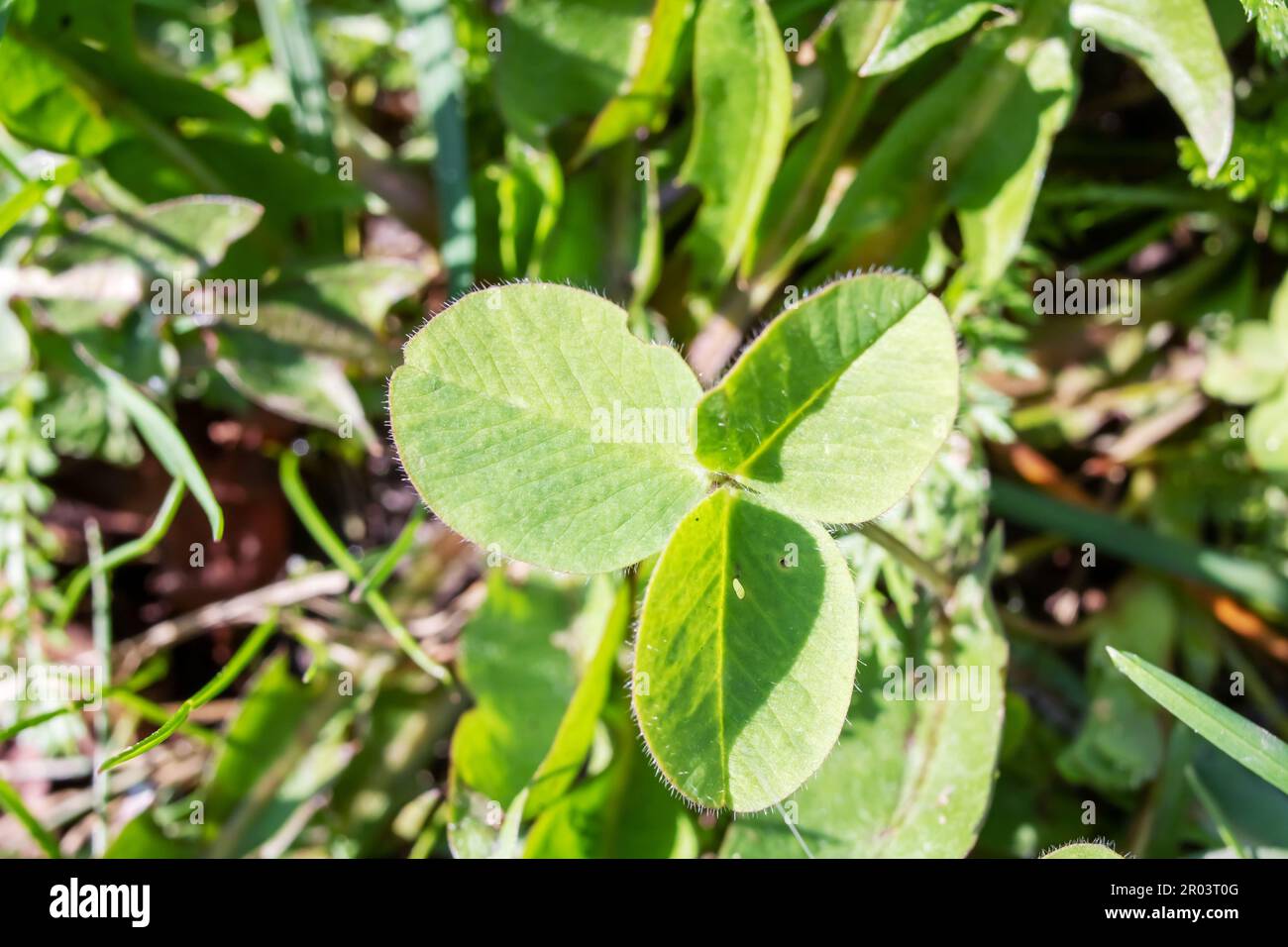 Three lobed shape hi-res stock photography and images - Alamy