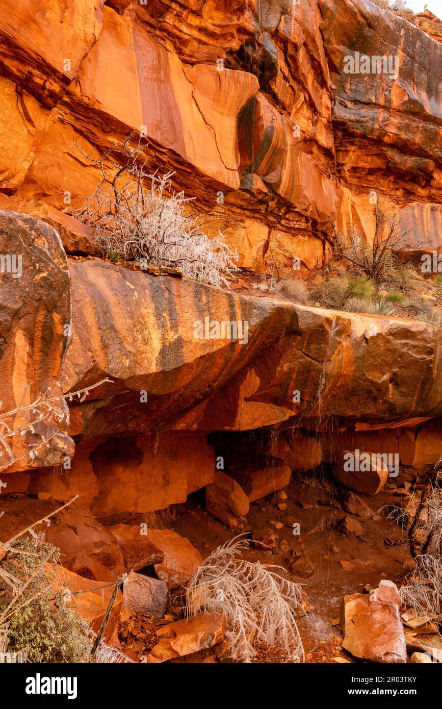 View of frozen drips from Santa Maria Spring, Hermit Canyon. Grand ...