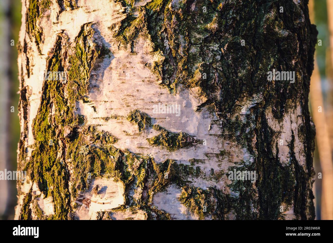 Tree trunk in spring scenery. Deciduous tree, birch with white bark ...