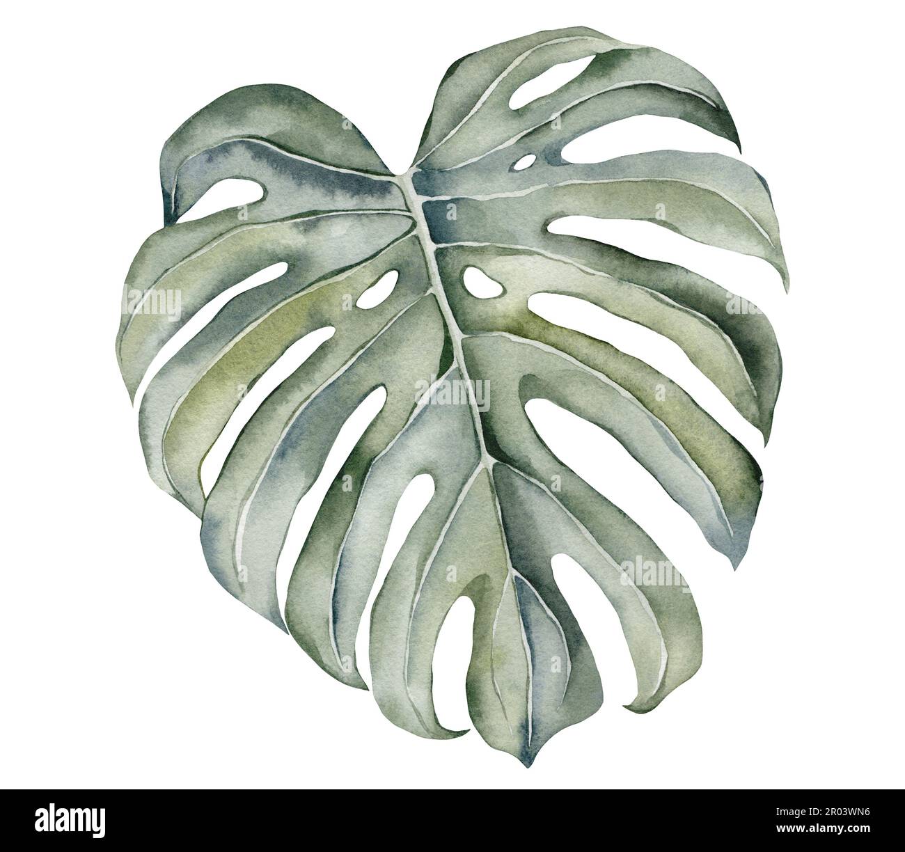 Monstera leave watercolor painting for cards, wedding invitation ...