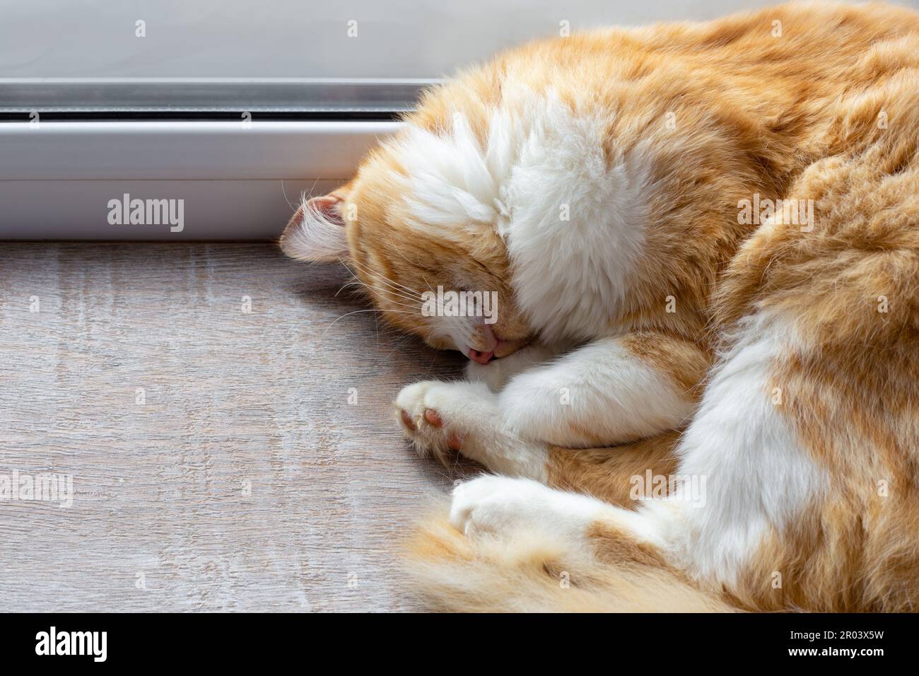 red fluffy cat curled up sleeping on the windowsill. Cute pets, sleep ...