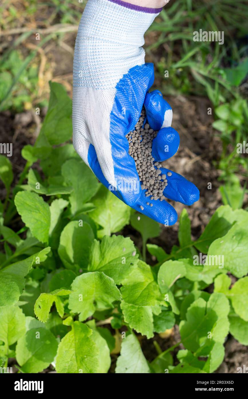 a woman fertilizes a garden bed with radish vegetables with mineral ...