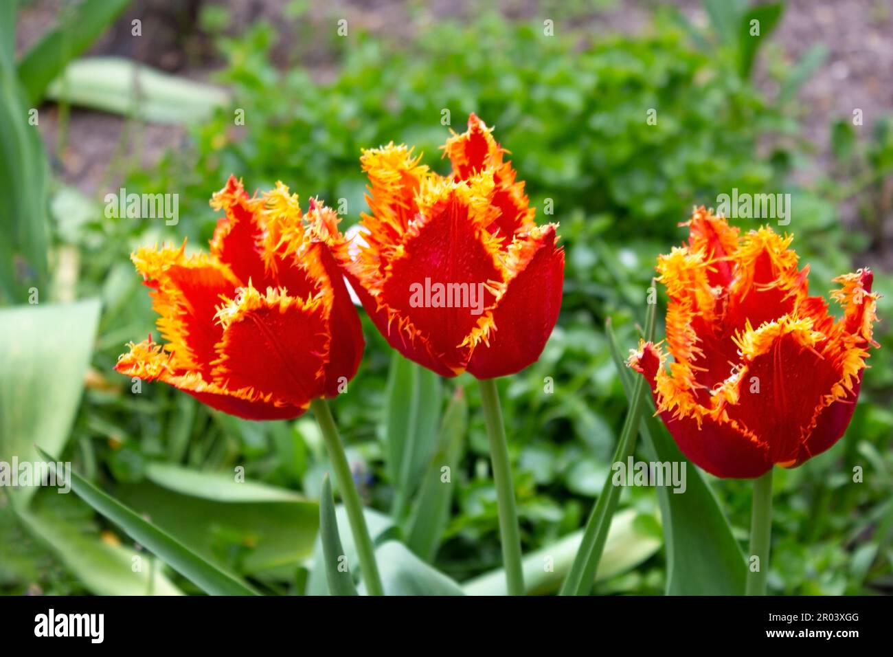Beautiful red tulips with yellow edge and fringe. Spring garden plants ...
