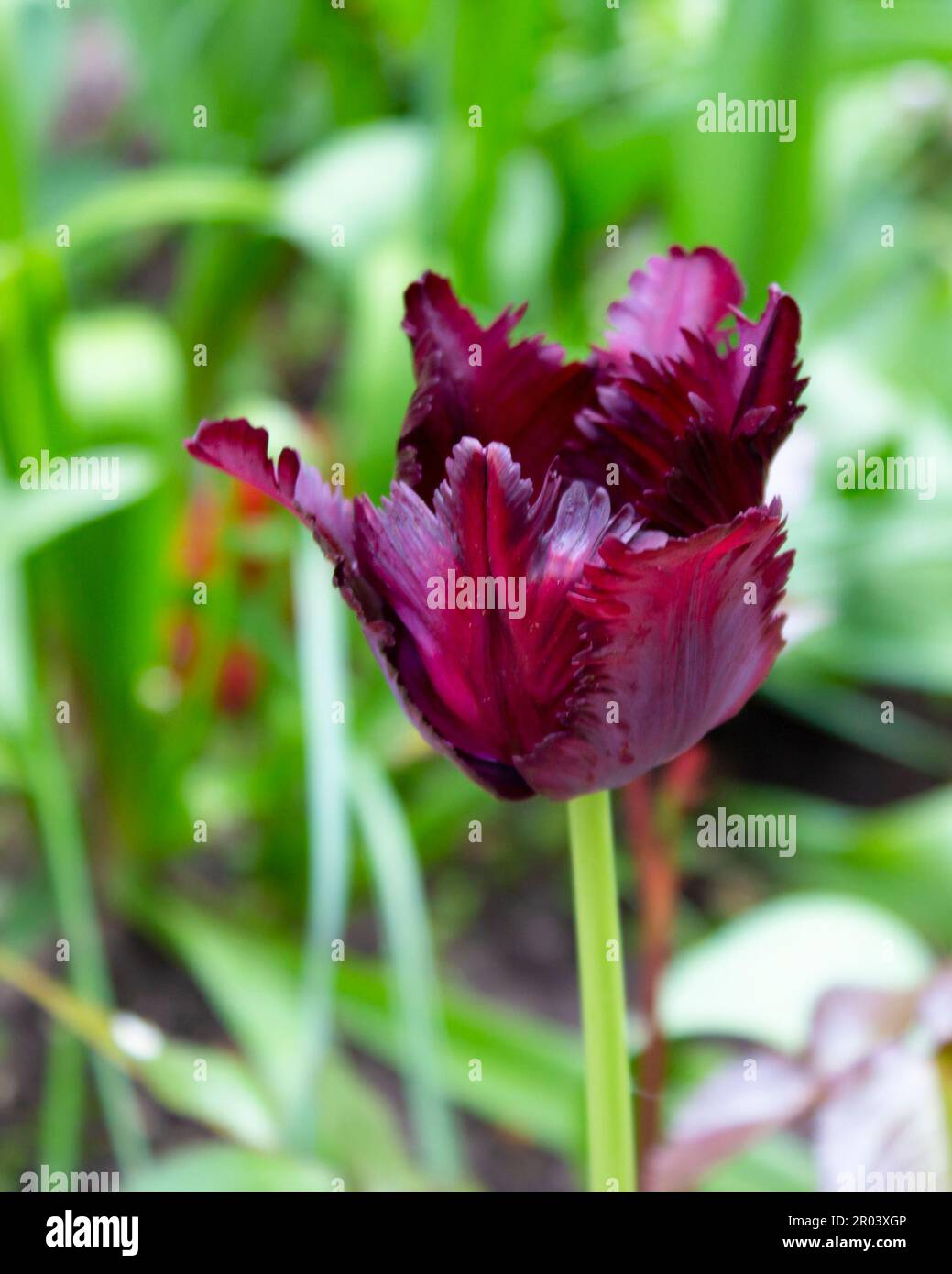 A beautiful dark maroon tulip with petals incised along the edge. A ...