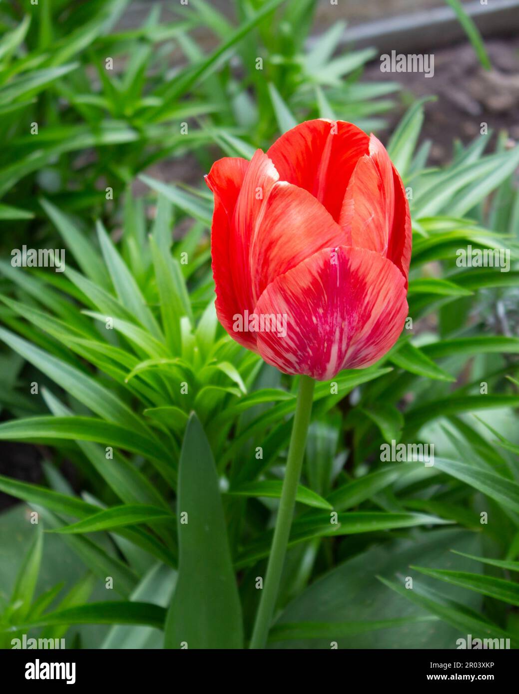A beautiful red tulip with white thin stripes on the petals. A spring ...