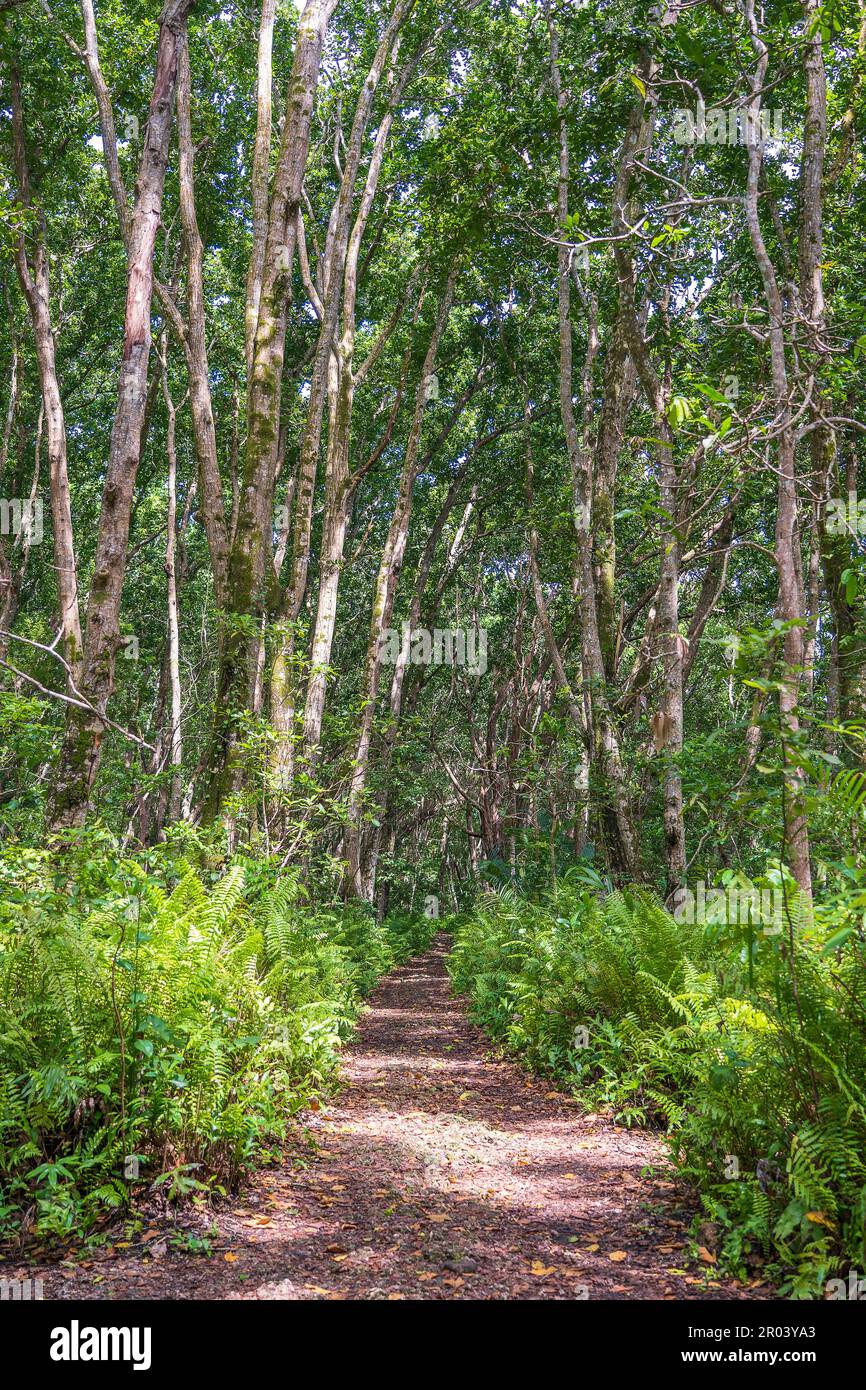 Jungle forest with walking path and wildlife on a clear sunny day on ...
