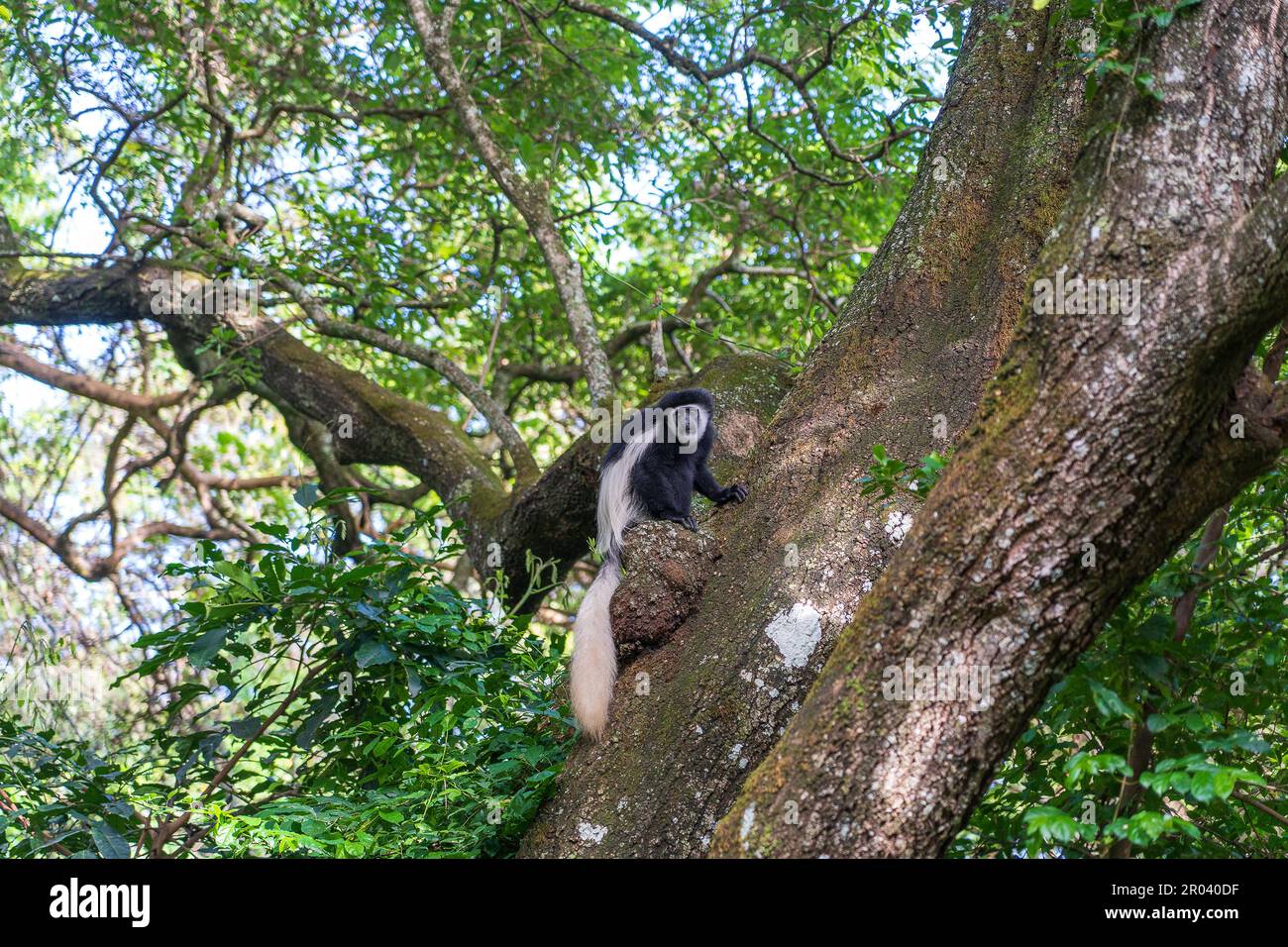 Wild colobus guereza monkey sitting on the branch in tropical forest ...
