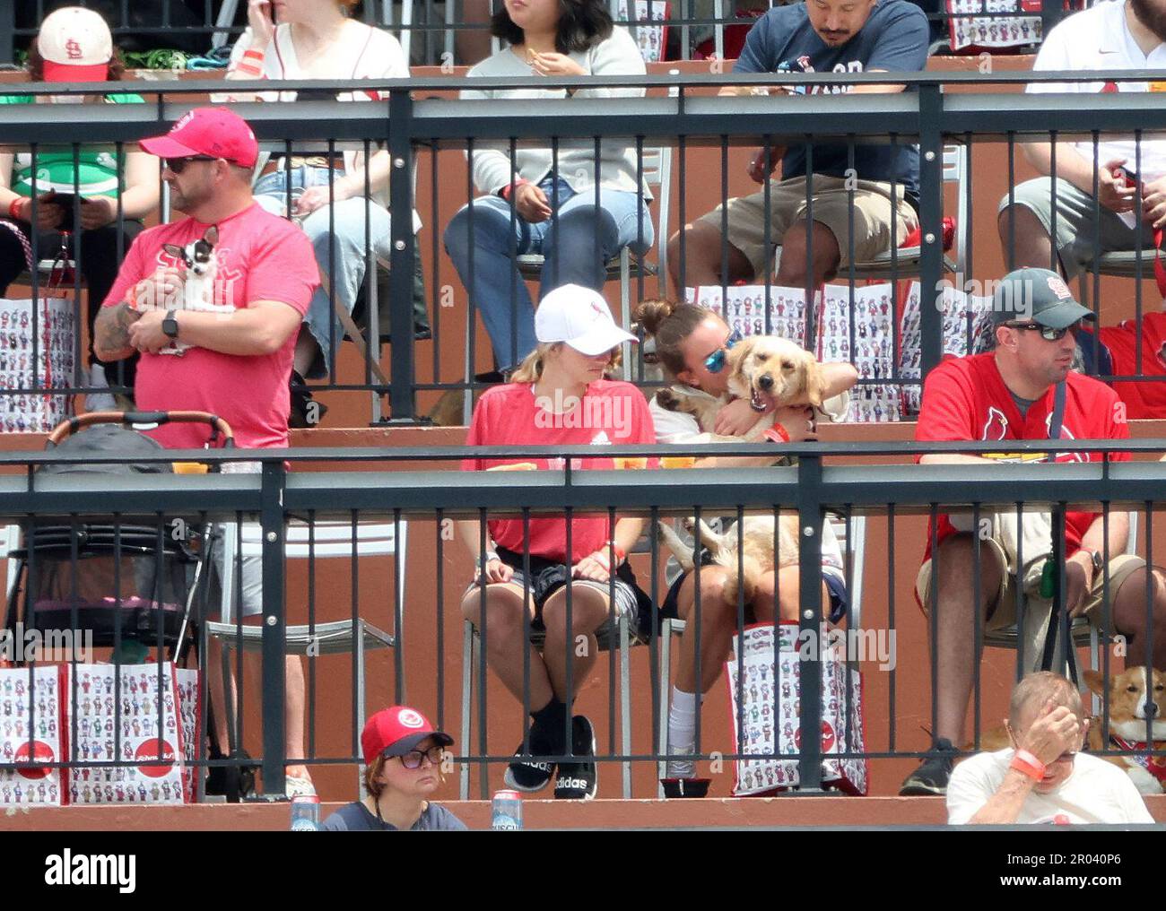 Fans and their pooches take in the baseball game between the Detroit ...