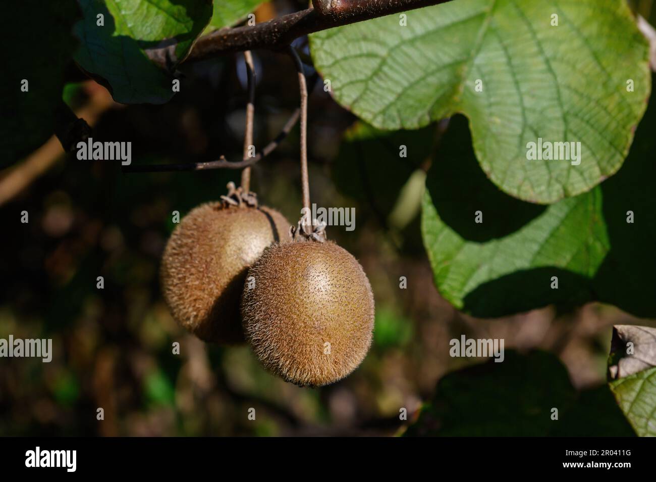 Two kiwi fruits, illuminated by sunlight, hang on a branch. Close-up ...