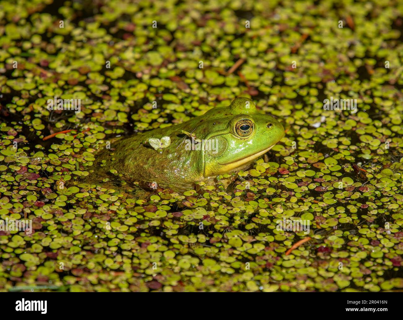 A vivid green American Bullfrog sits partically submerged surrounded by ...