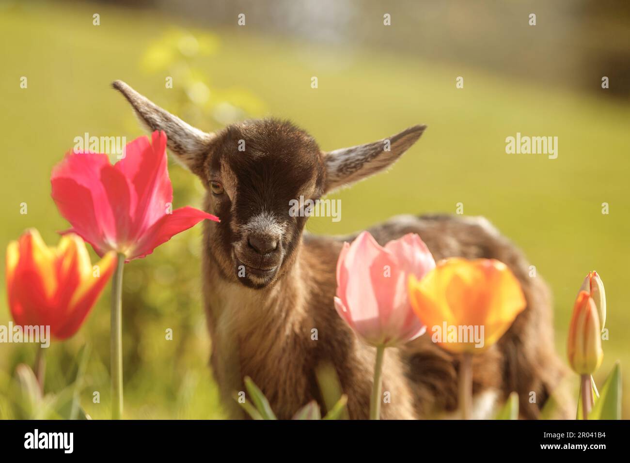 Kid goat hi-res stock photography and images - Alamy