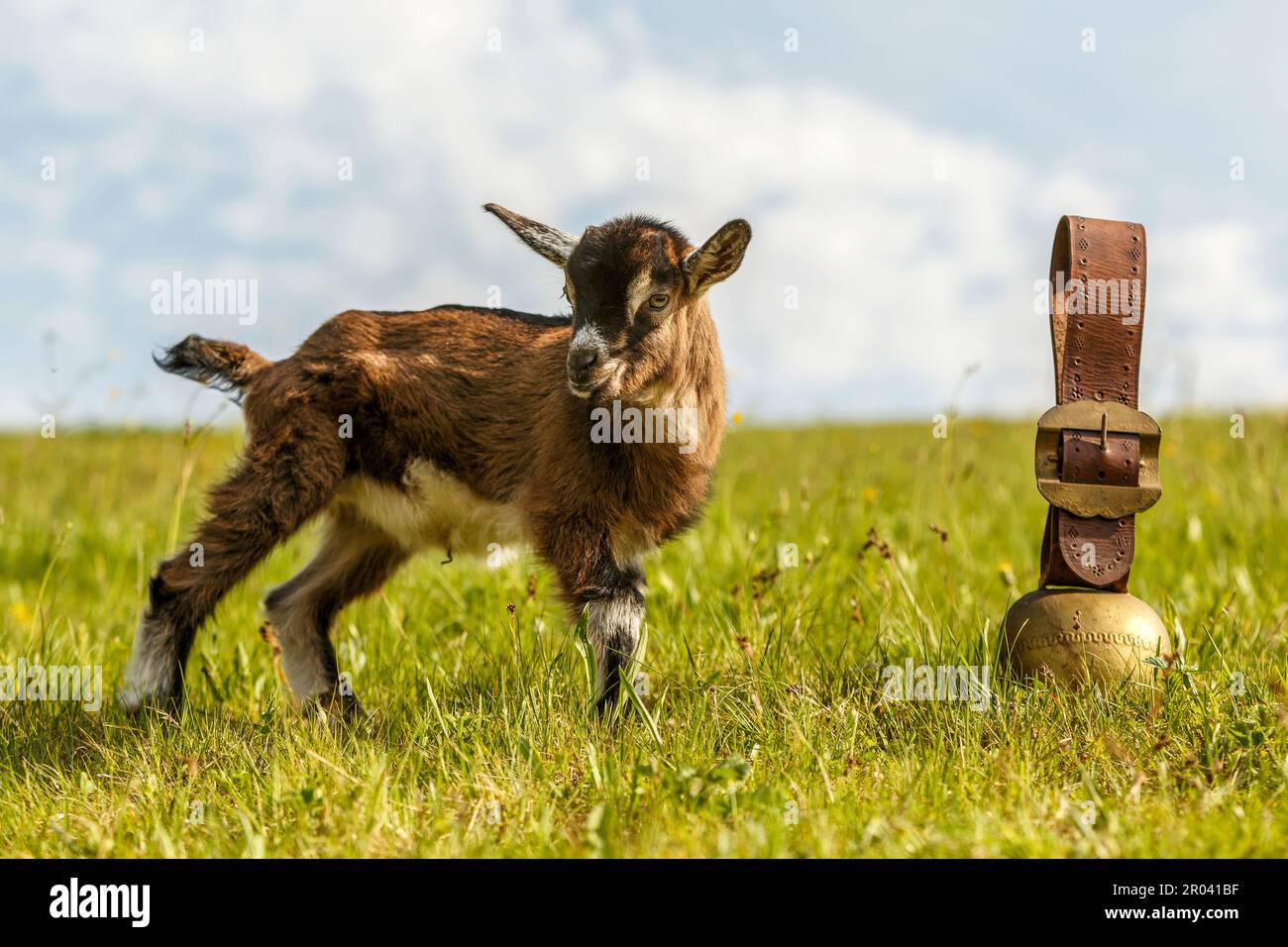 Portrait of a cute baby kid goat on a pasture in spring outdoors, capra ...