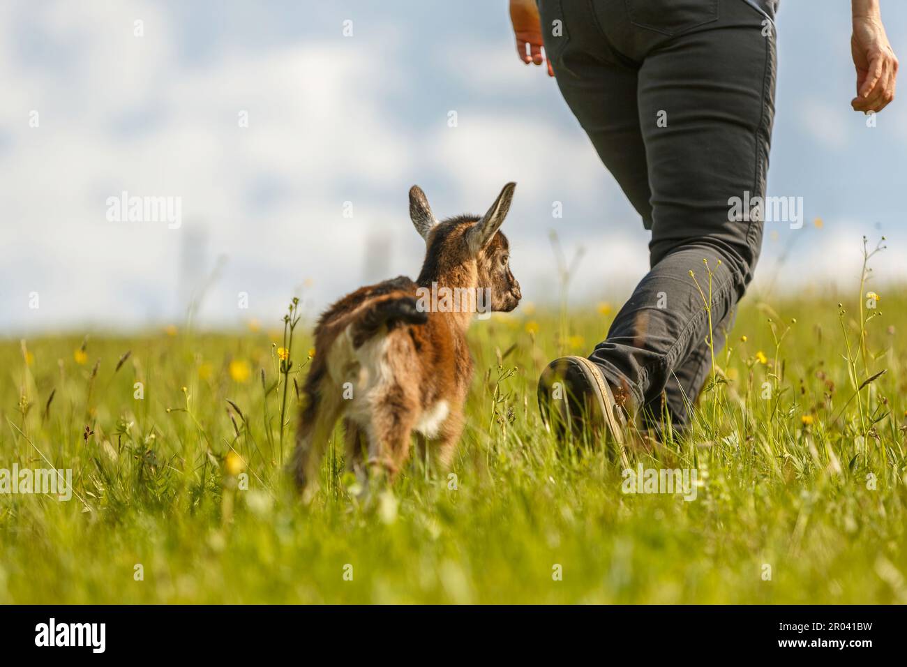 Portrait of a cute baby kid goat on a pasture in spring outdoors, capra ...