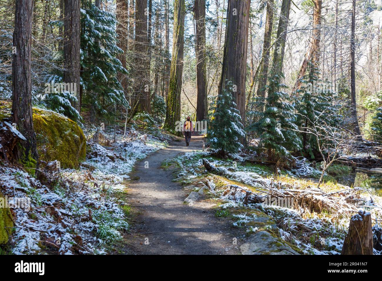 Hike in the forest in early spring Stock Photo - Alamy