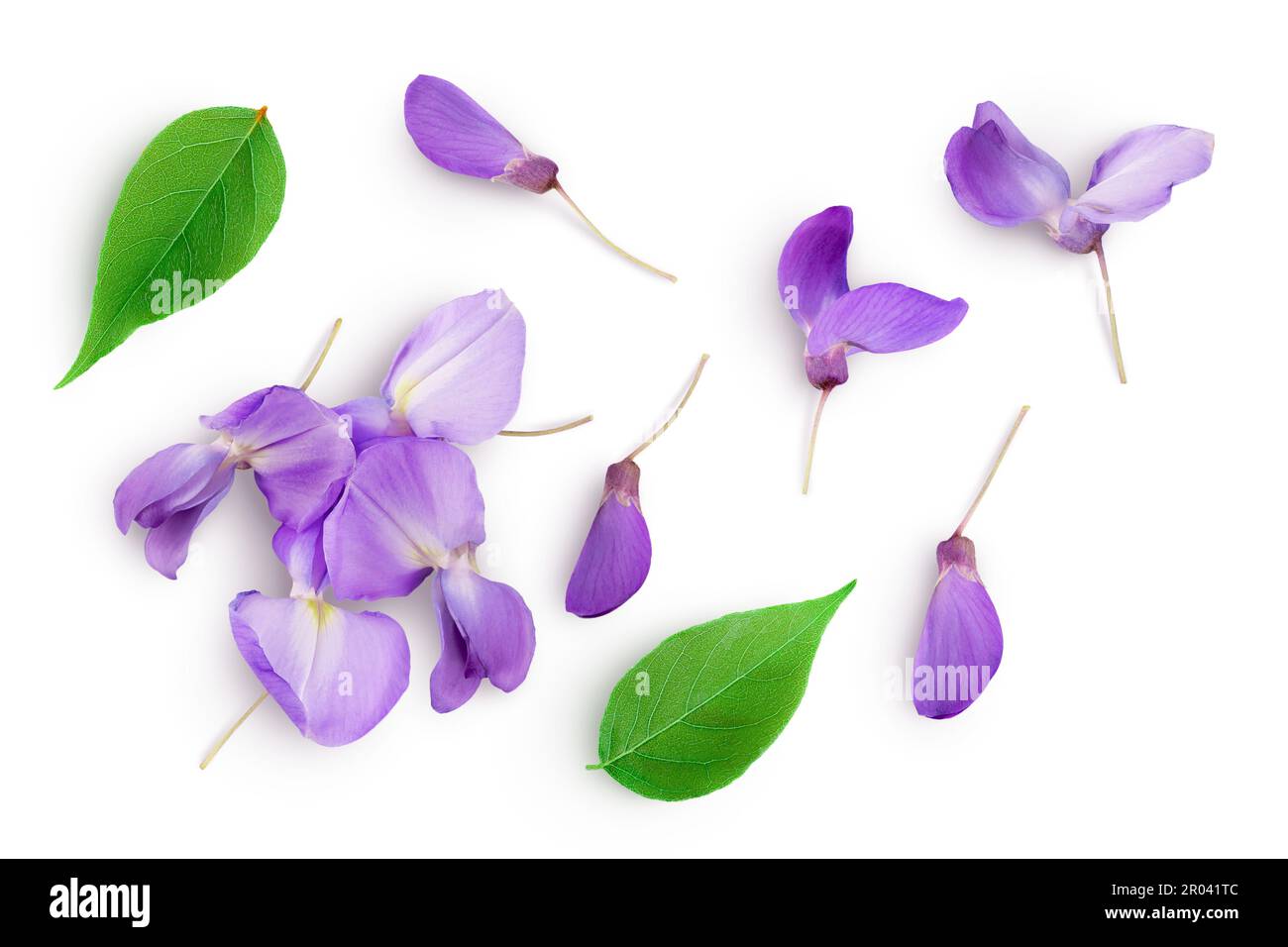 Wisteria flowers isolated on white background with full depth of field ...