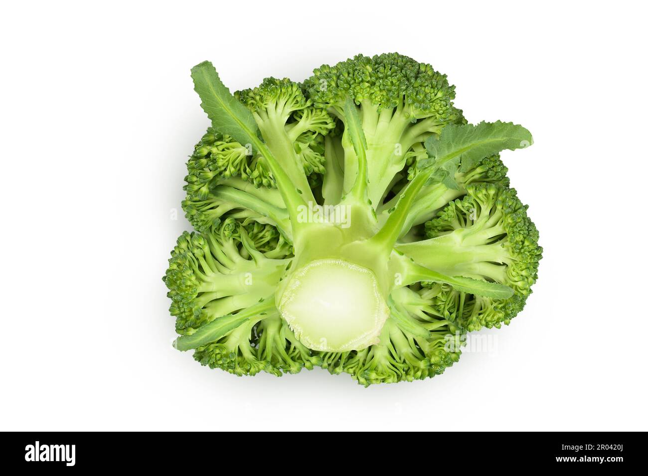 fresh broccoli isolated on white background close-up with full depth of ...